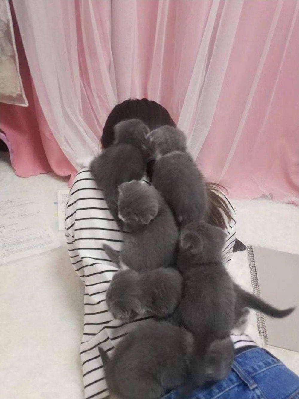 A gaggle of kittens | Scrolller