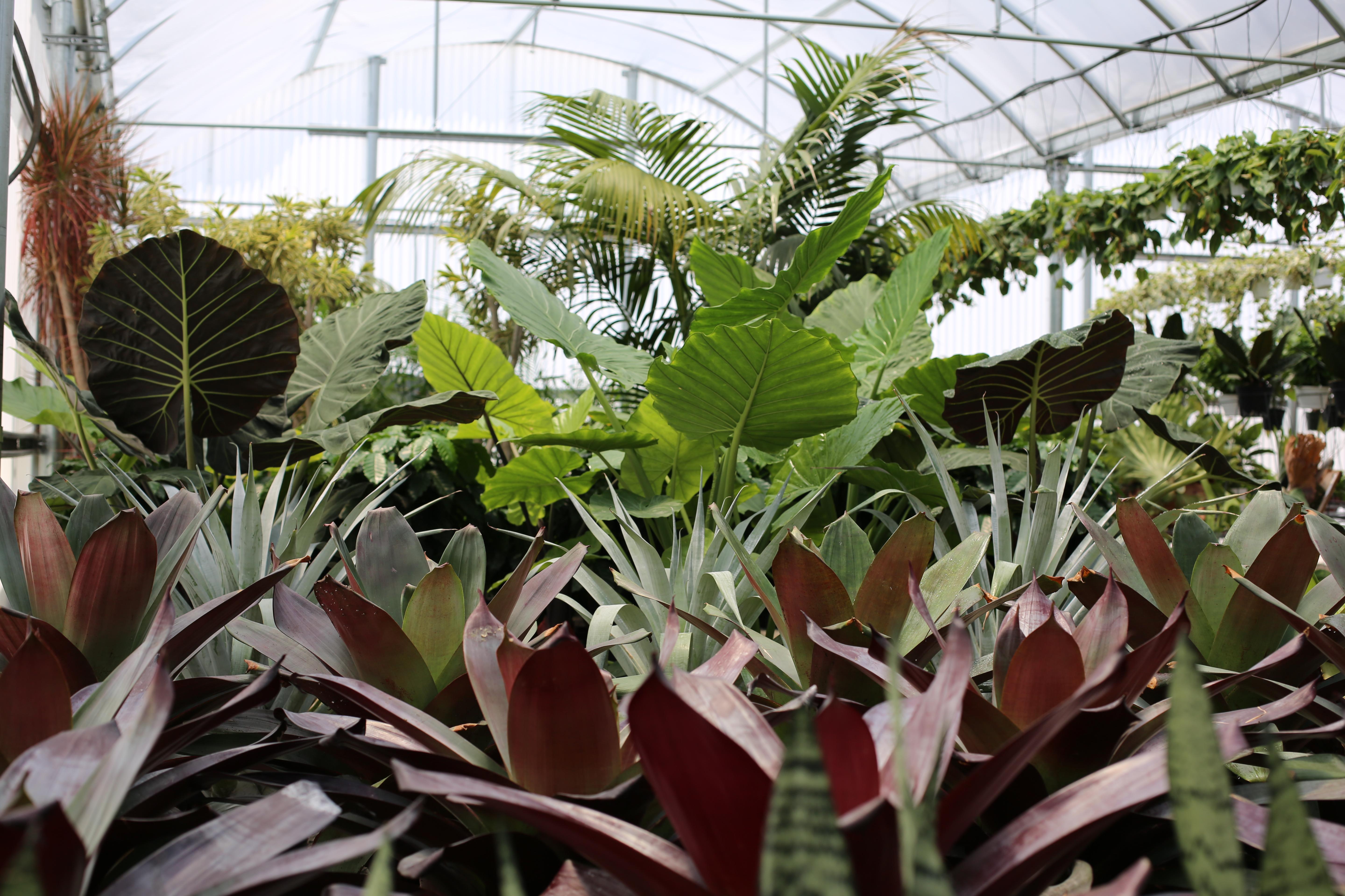 a glimpse inside one of our greenhouses | Scrolller