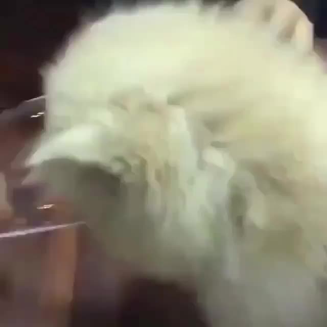 A glimpse into the cat dimension using a glass cup. | Scrolller