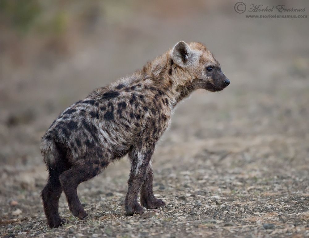 A gorgeous spotted hyena cub. | Scrolller