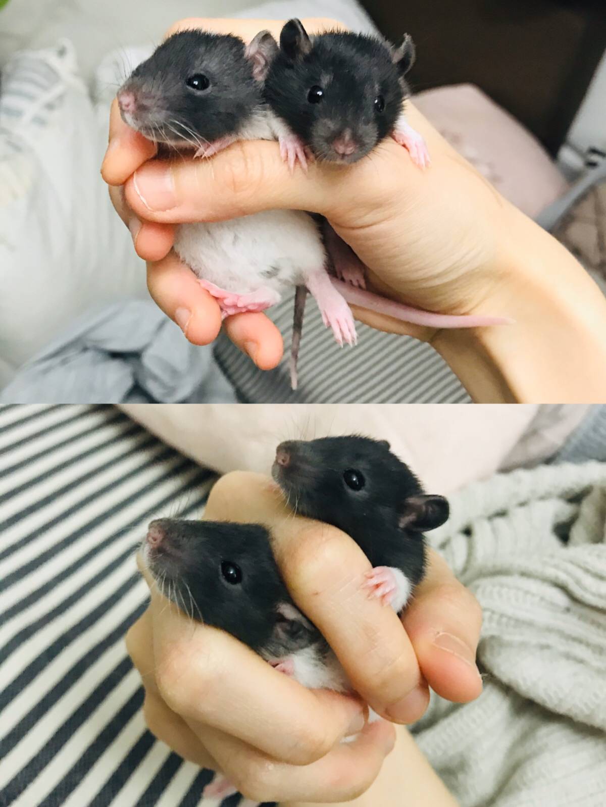 A handful | Scrolller