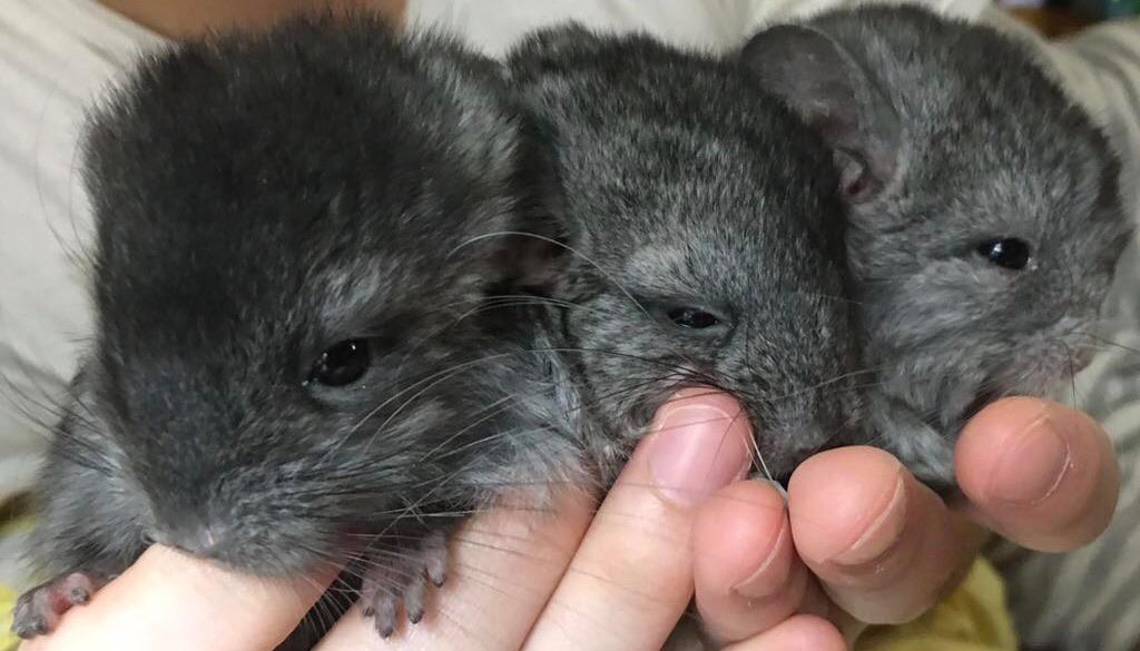 A handful of chinchillas!🐭 | Scrolller