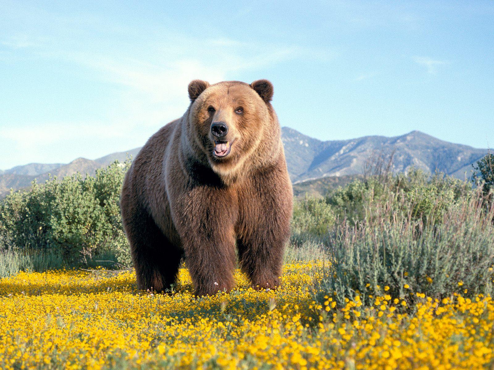 A handsome brown bear | Scrolller