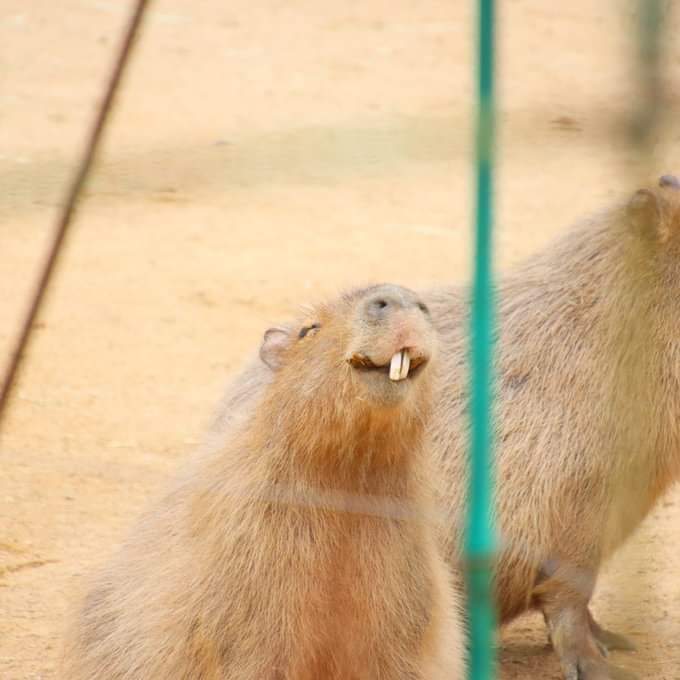 A happy Capy to get us through these trying times | Scrolller