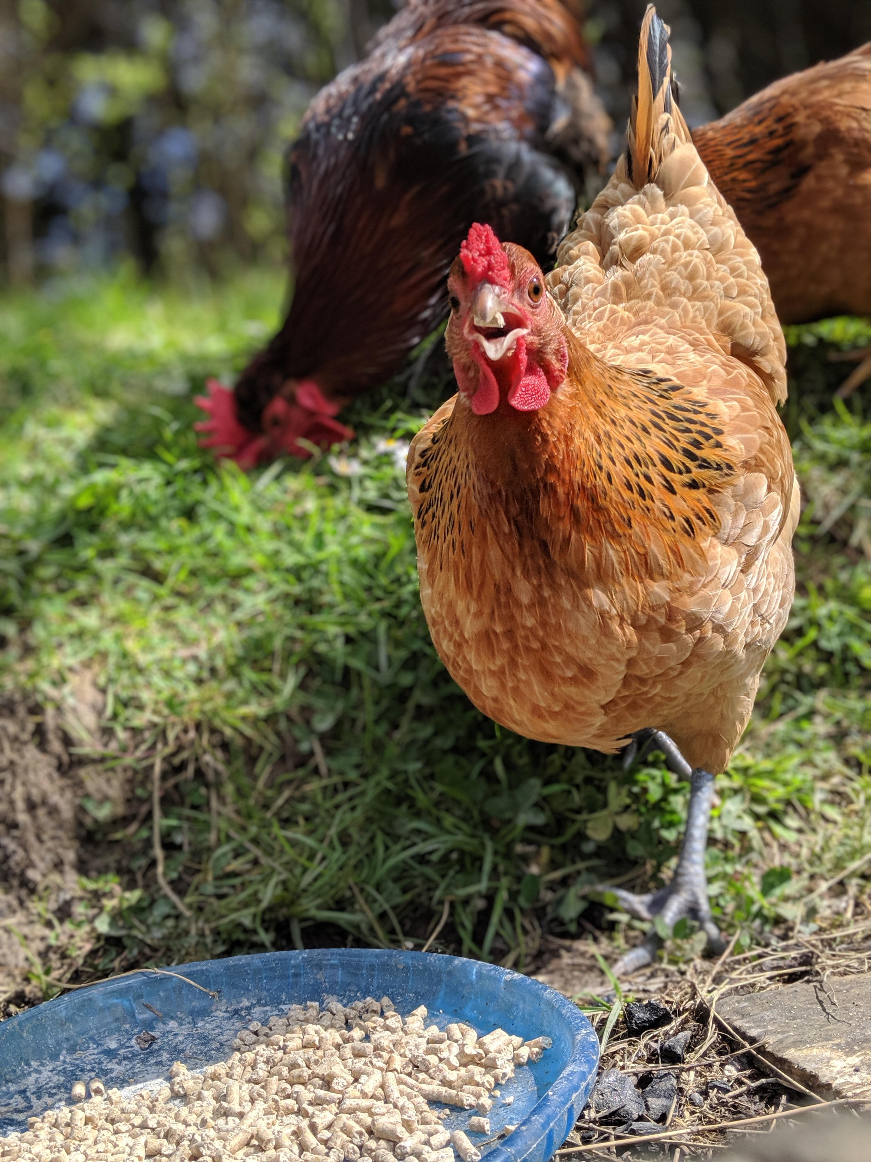 A happy hen makes a happy farm! | Scrolller
