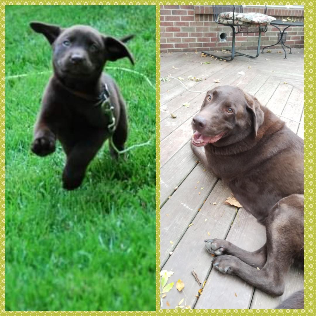 A hard goodbye to my childhood best friend, Harvey. | Scrolller