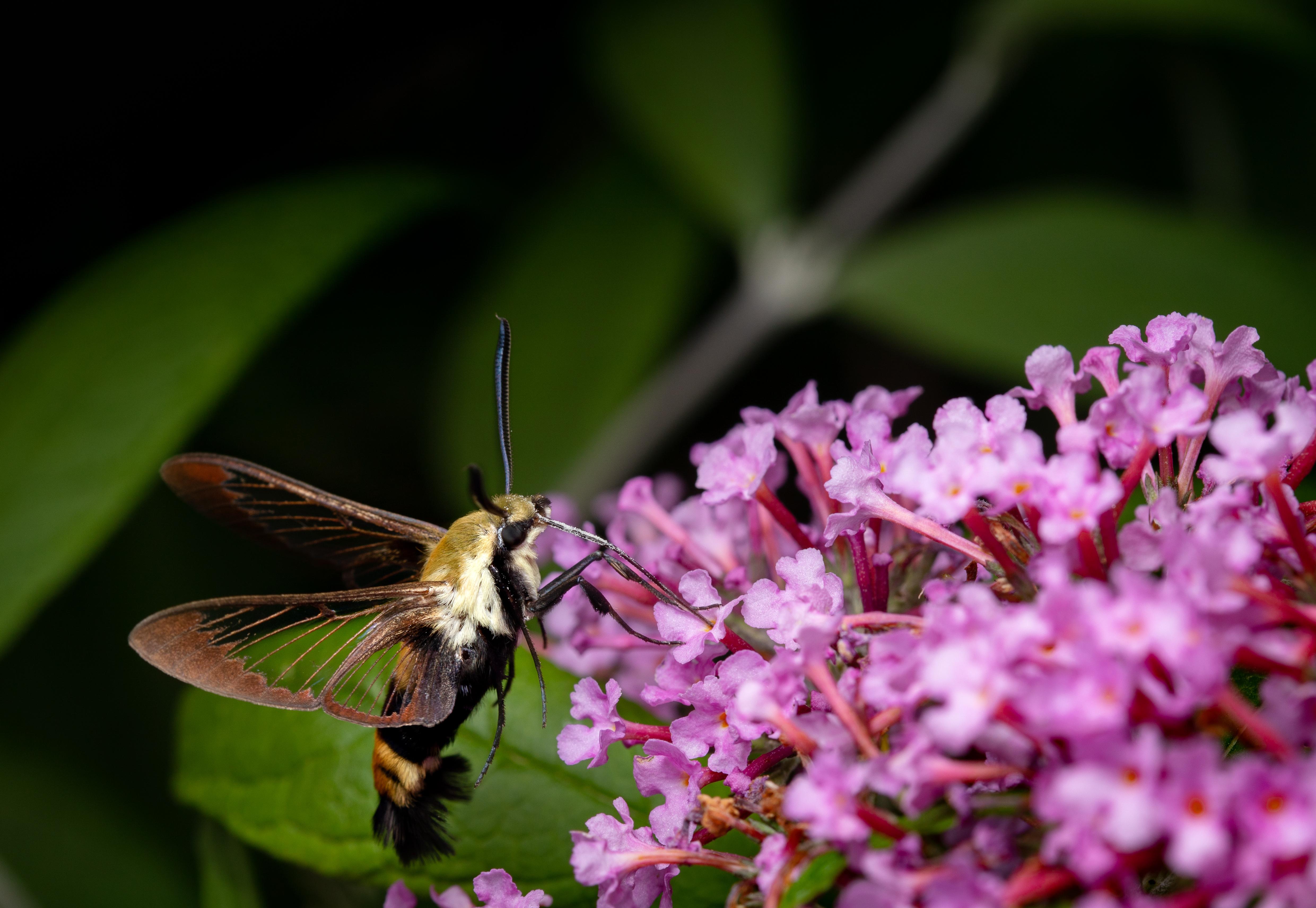 A hummingbird moth mid-drink | Scrolller