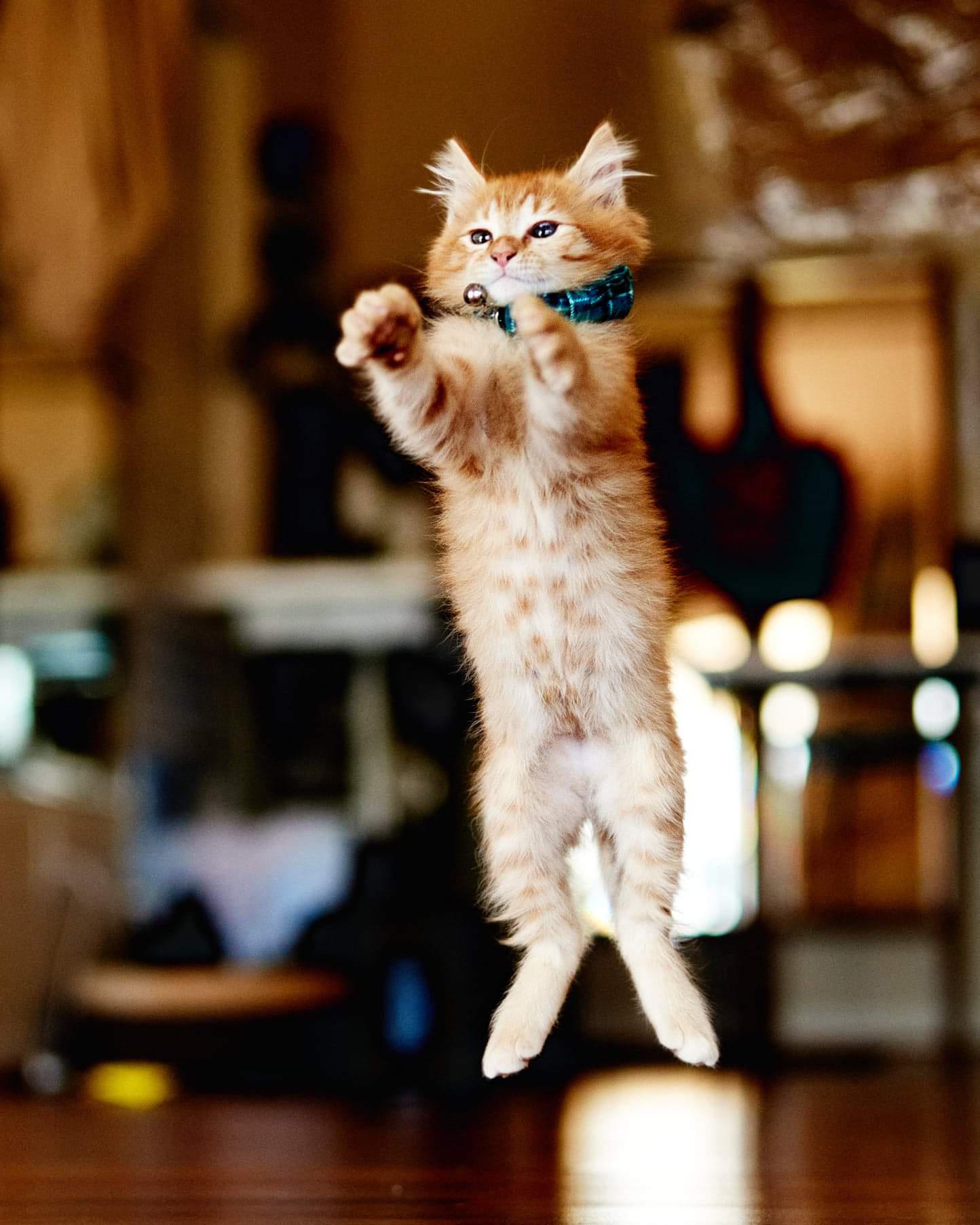 a jumping cat belly | Scrolller