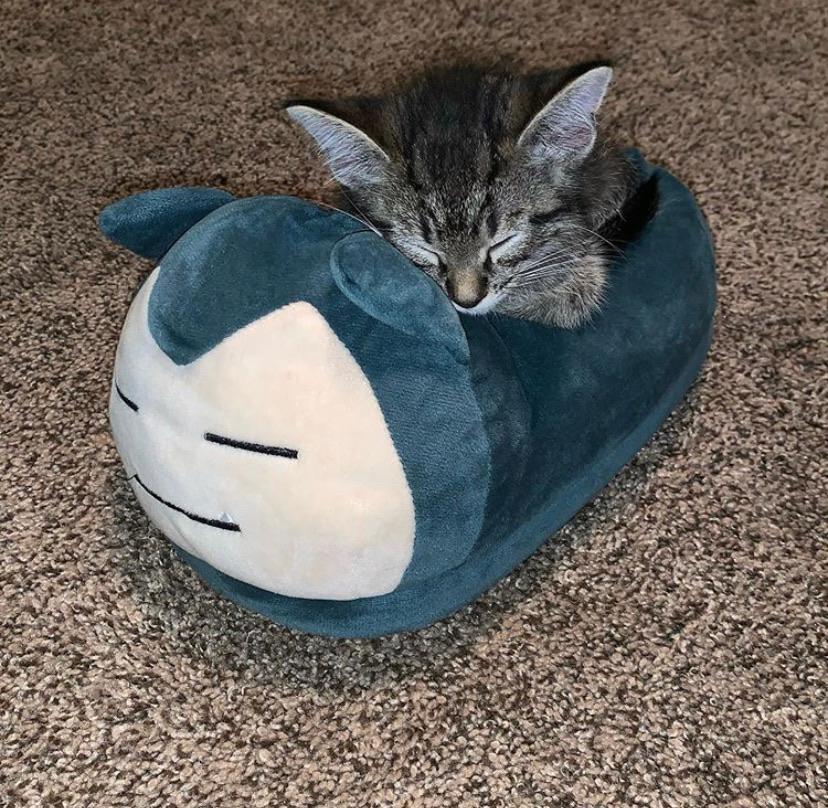 A kitten napping in a Snorlax slipper | Scrolller