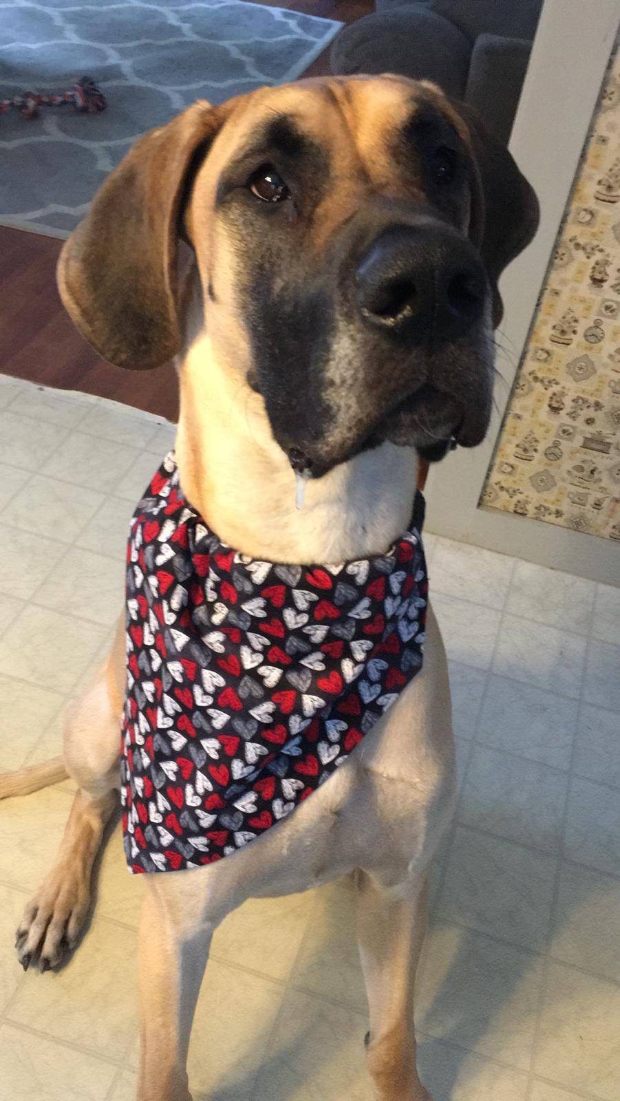 A little drool never hurt anyone. | Scrolller