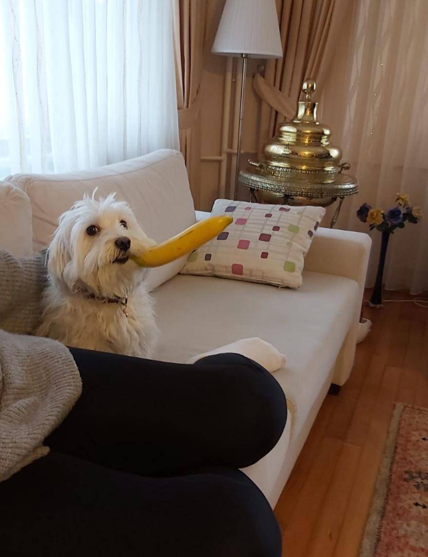 A little monkey | Scrolller