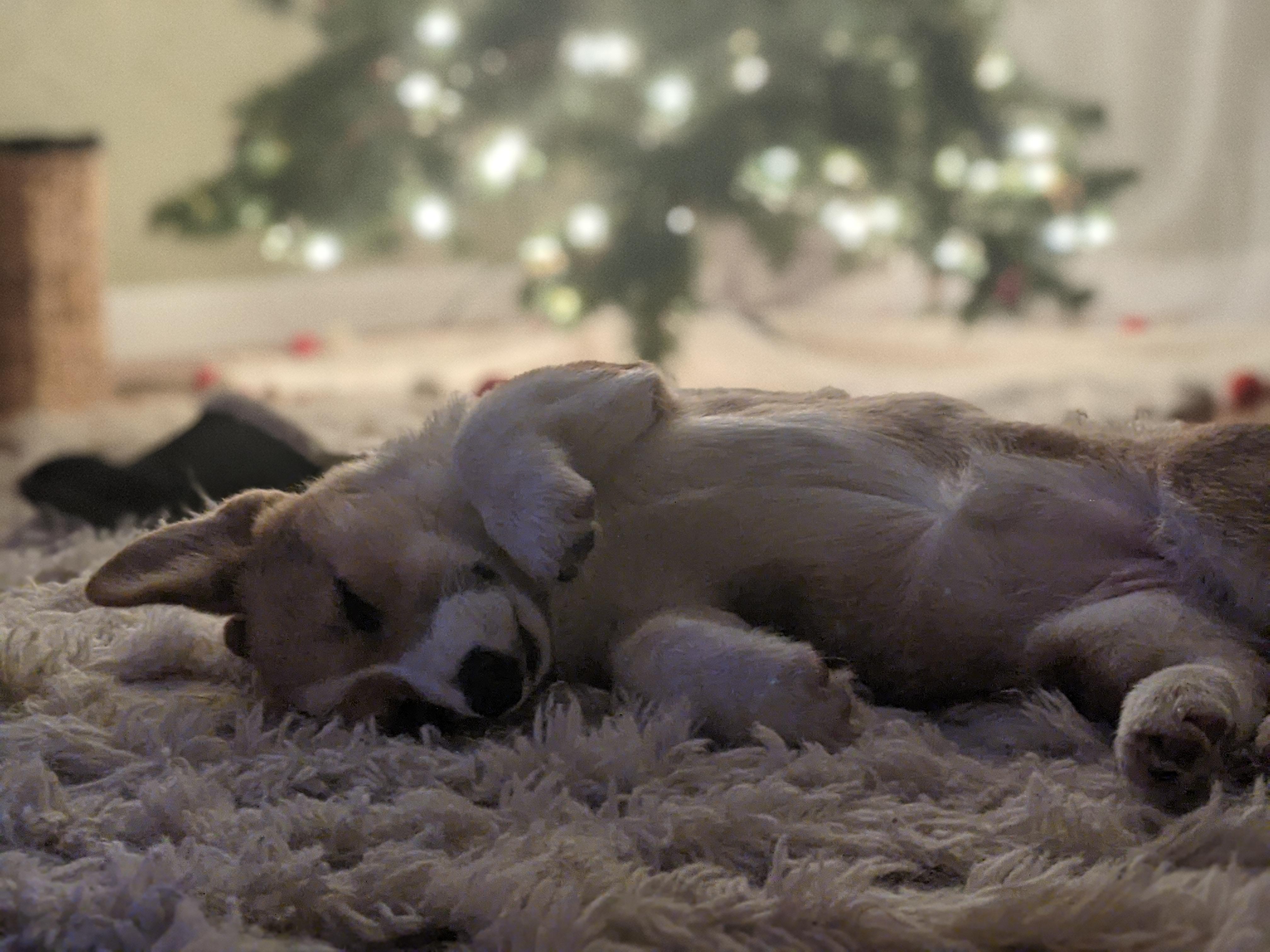 A little nap under the Christmas tree | Scrolller