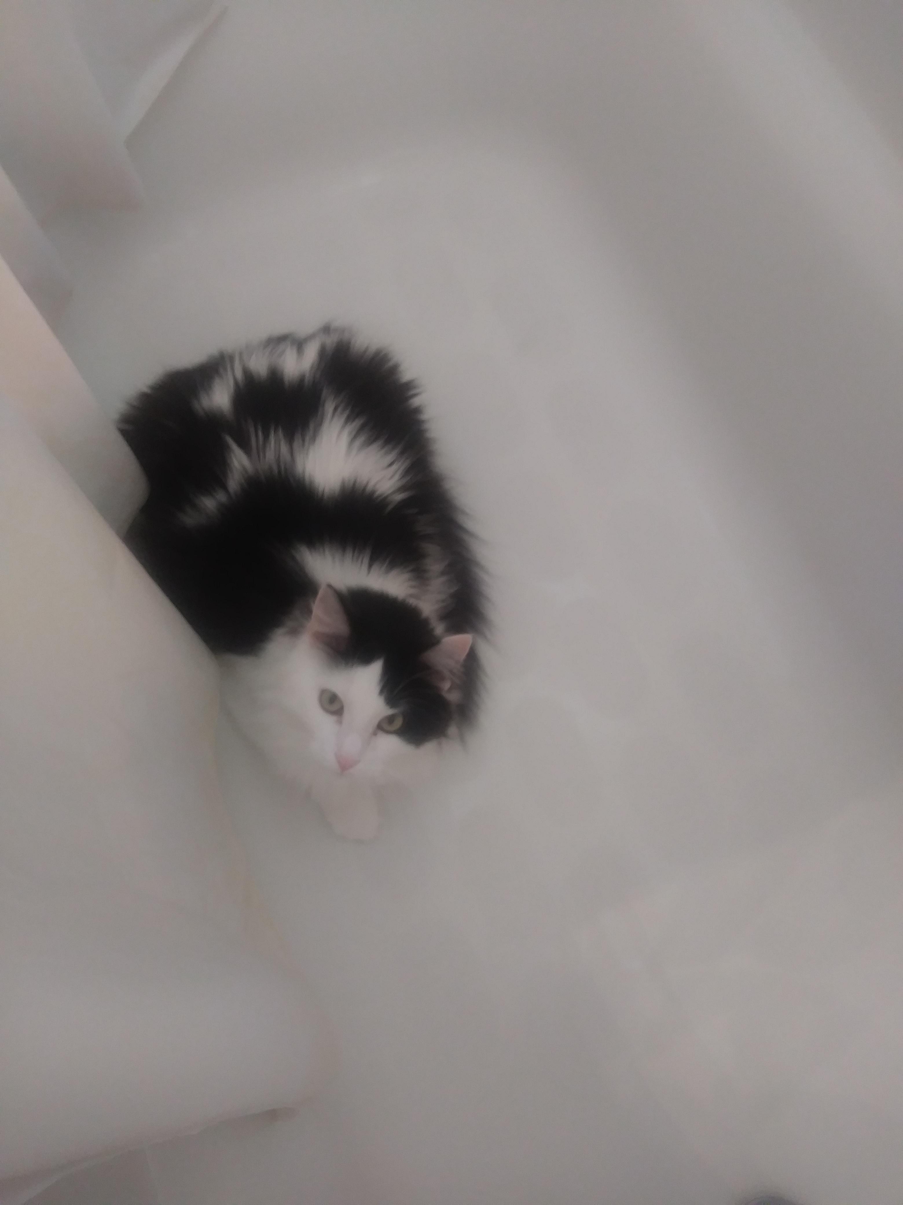 A loaf in the bath tub | Scrolller
