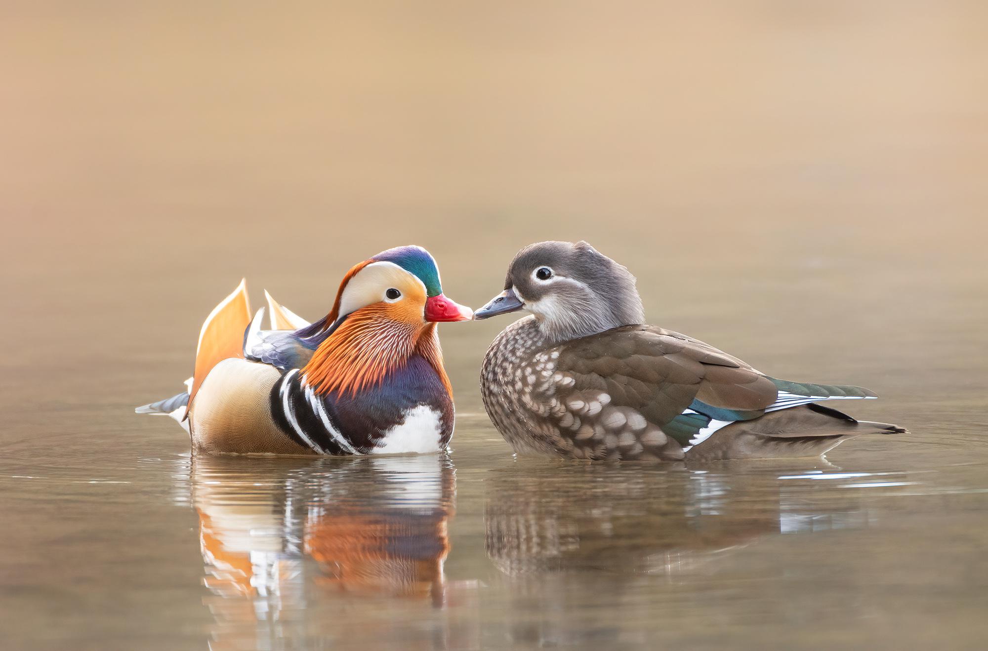 A mandarin duck couple [OC] | Scrolller