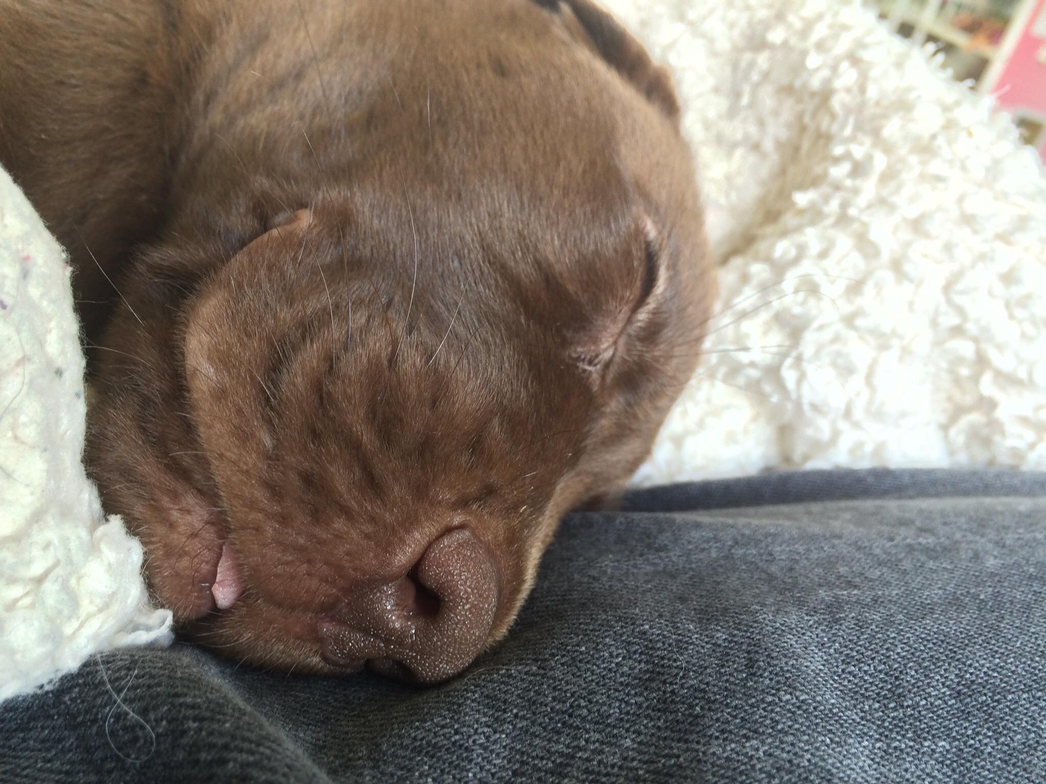 A mini-blop from when we first got our Chocolate Lab! | Scrolller