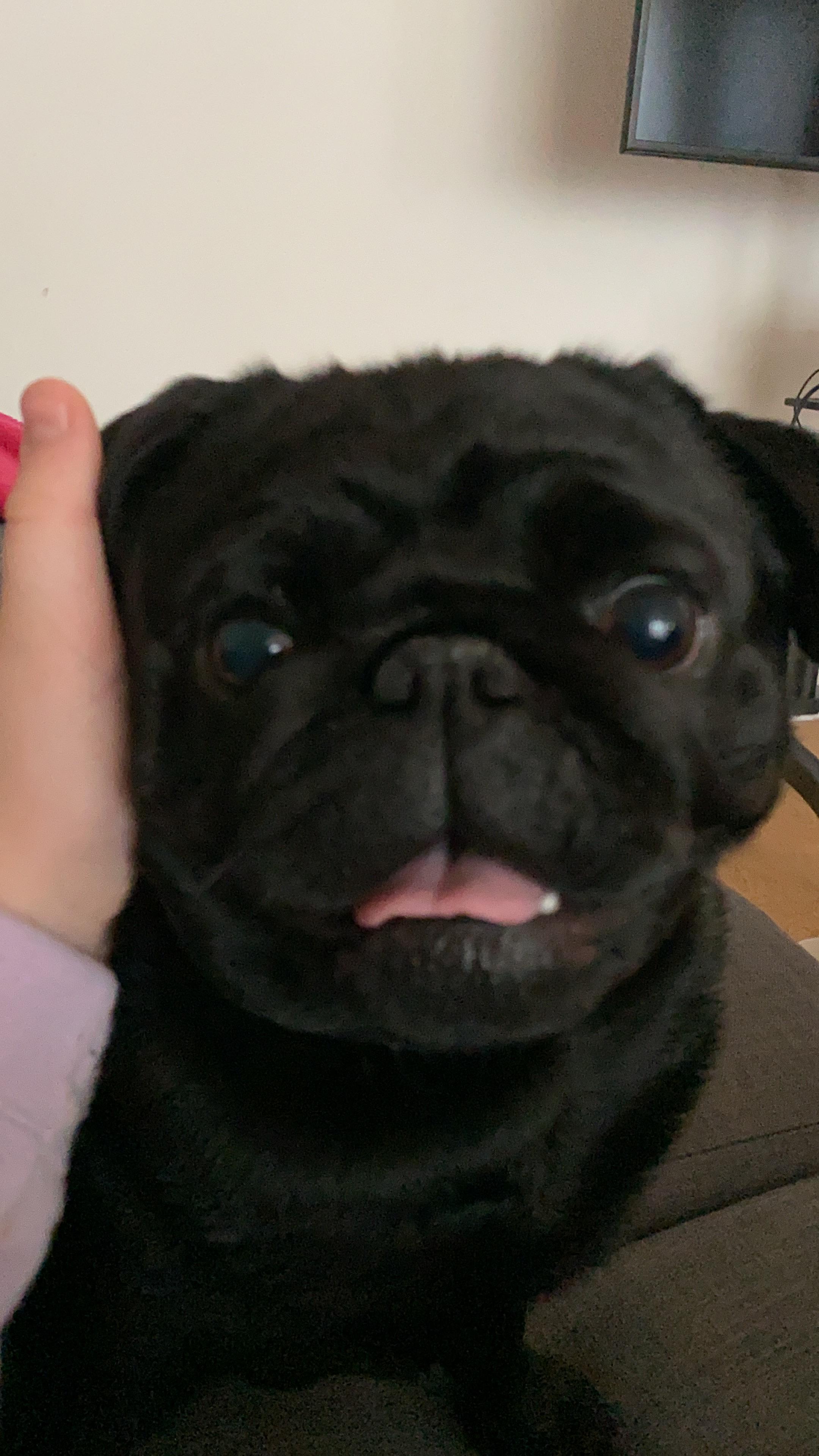 A moment of pure joy. MEET LUNA! | Scrolller