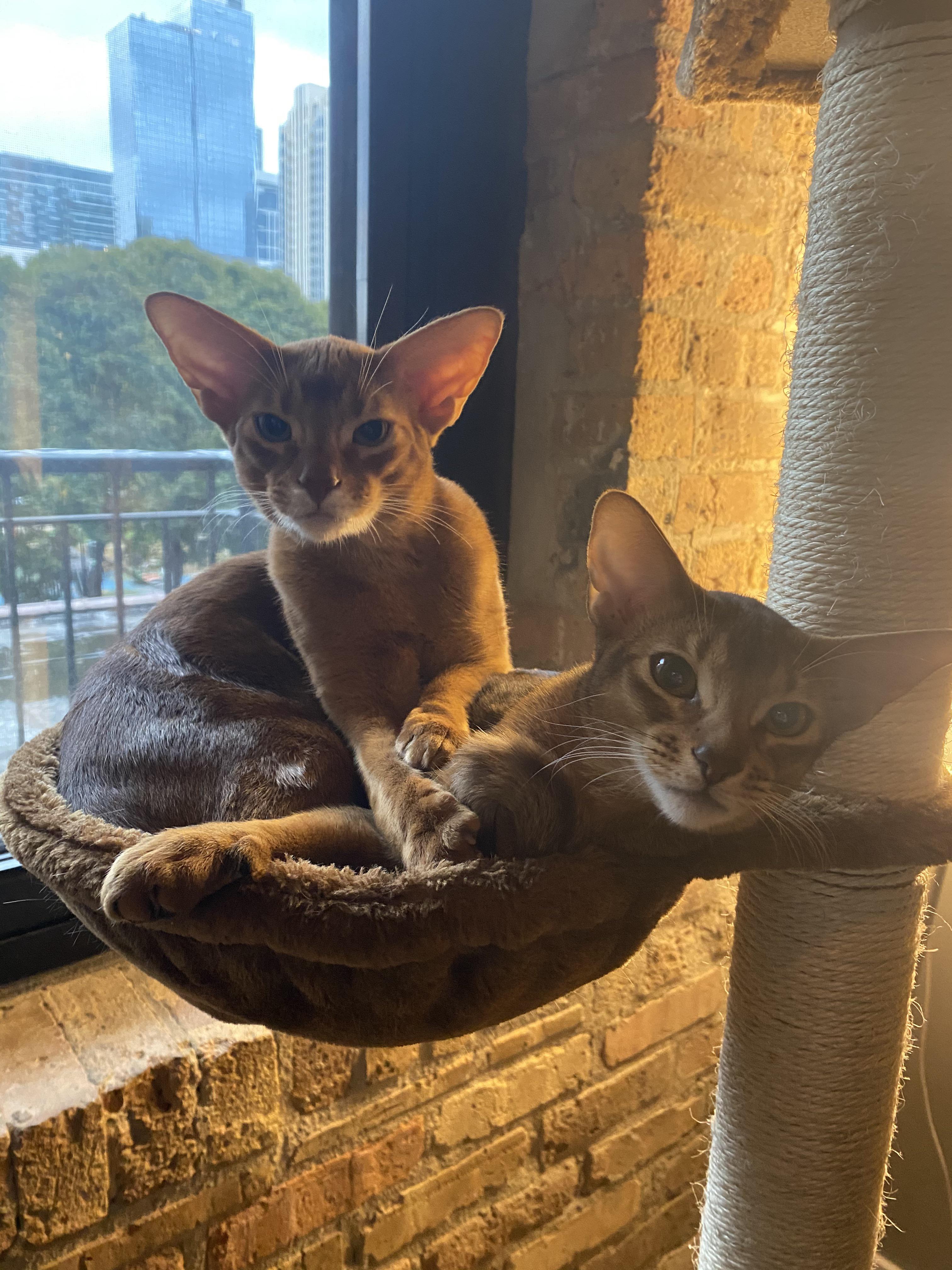 a nice chill Sunday....😻 | Scrolller