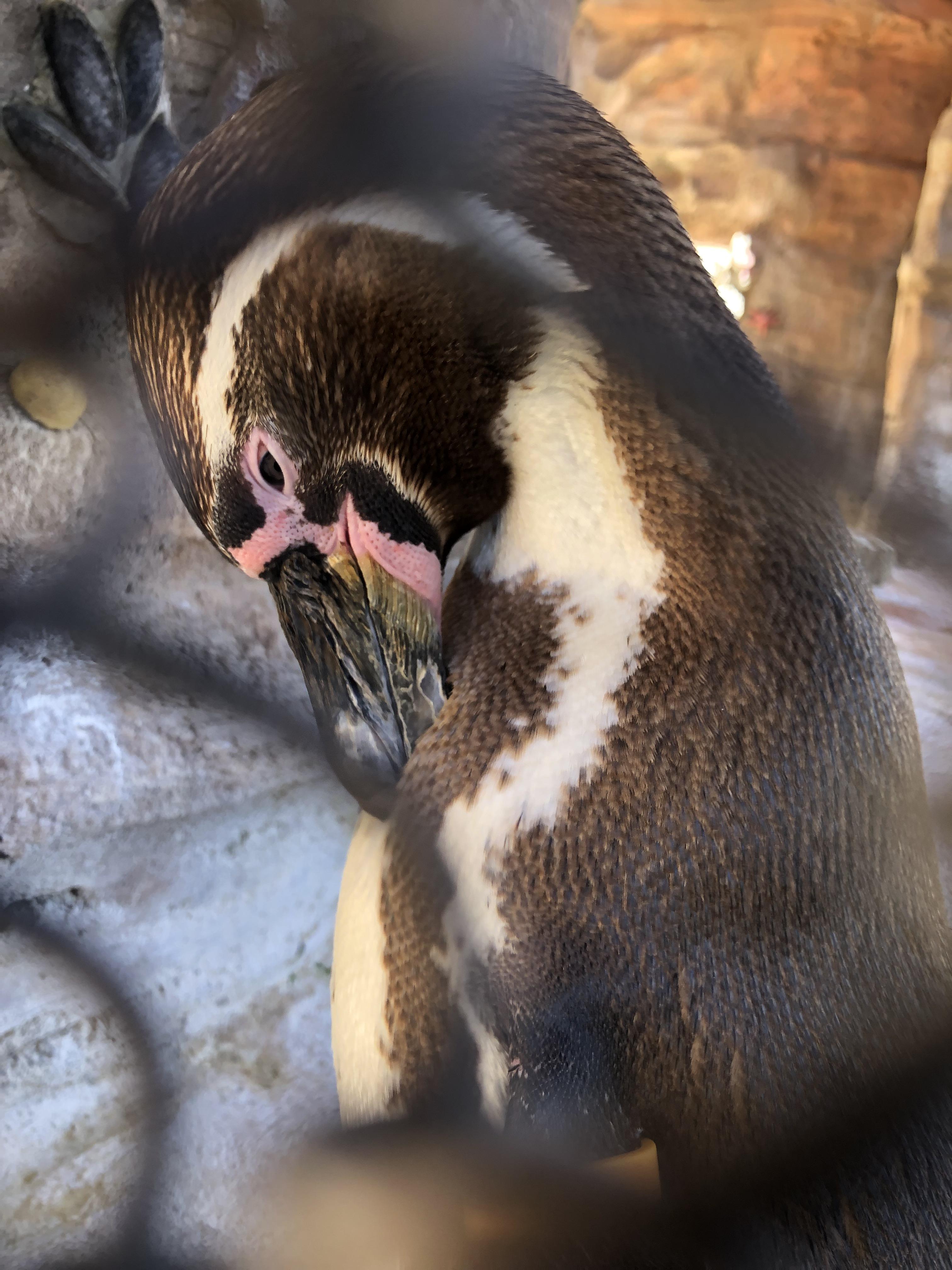 A preening penguin | Scrolller