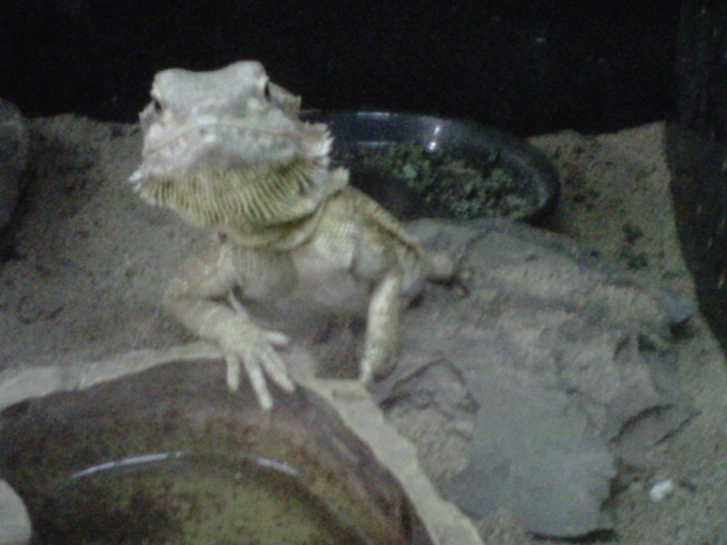 A proper bearded dragon | Scrolller
