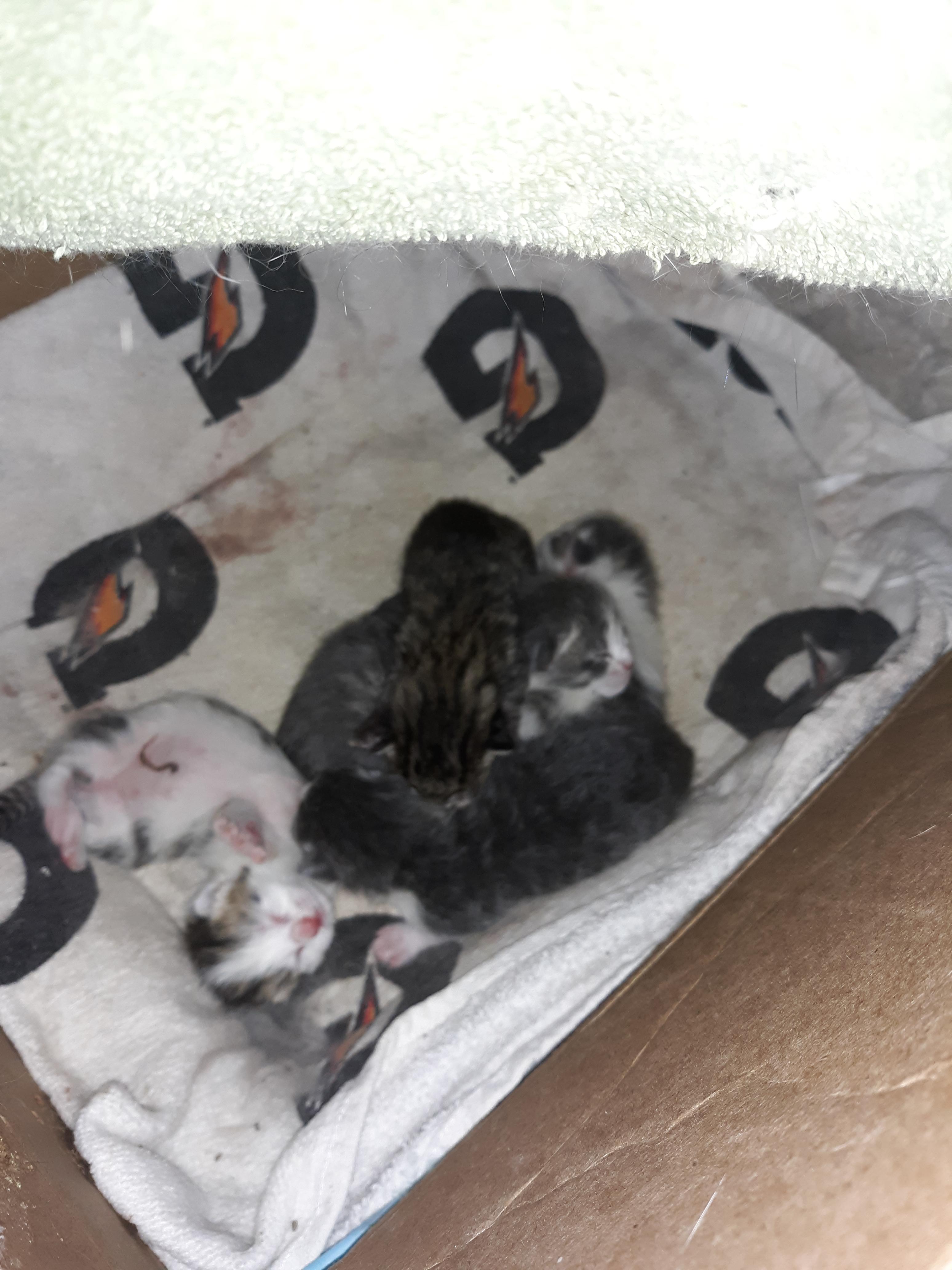 A puddle of 2 day old kitten cuddles | Scrolller