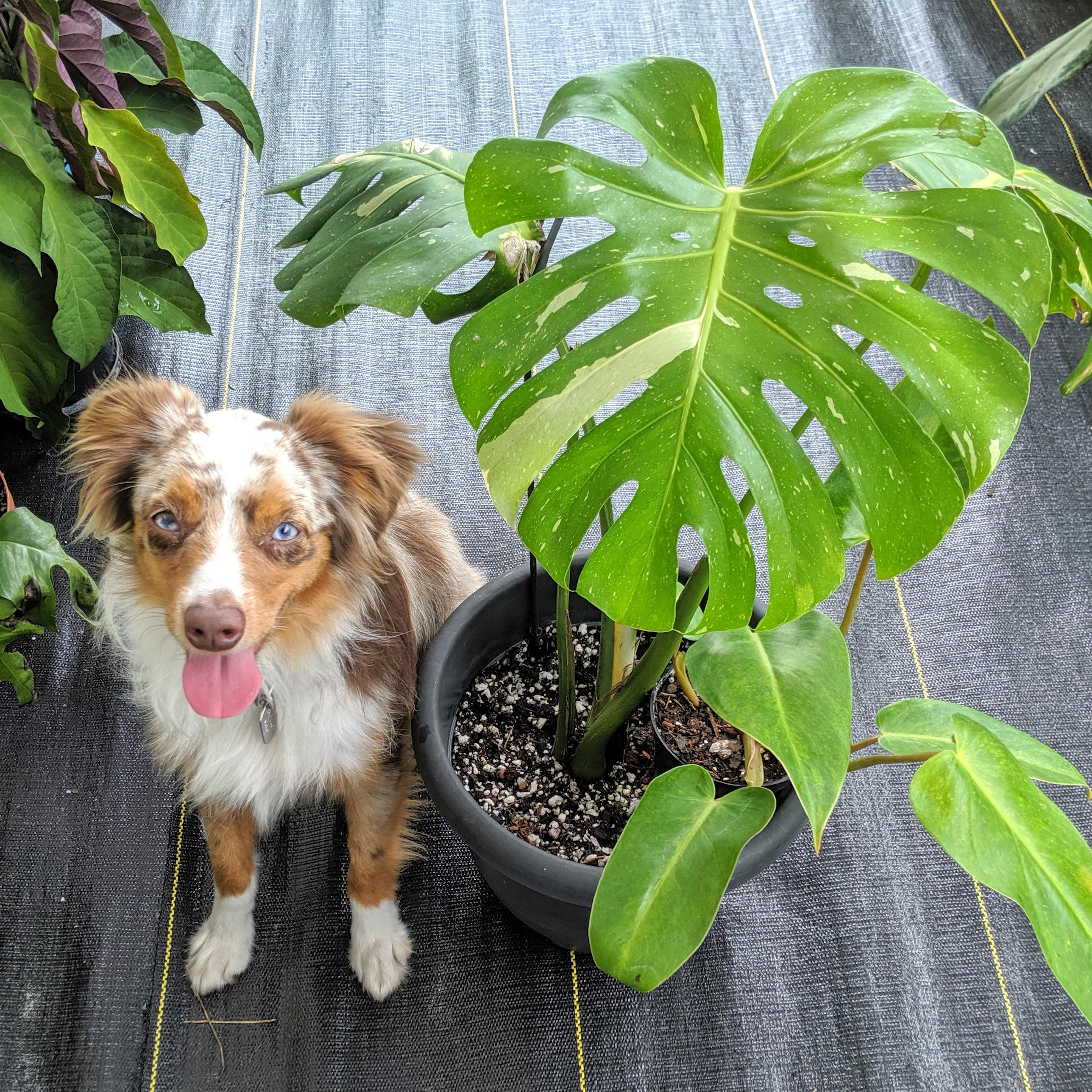 A pup and his monstera | Scrolller