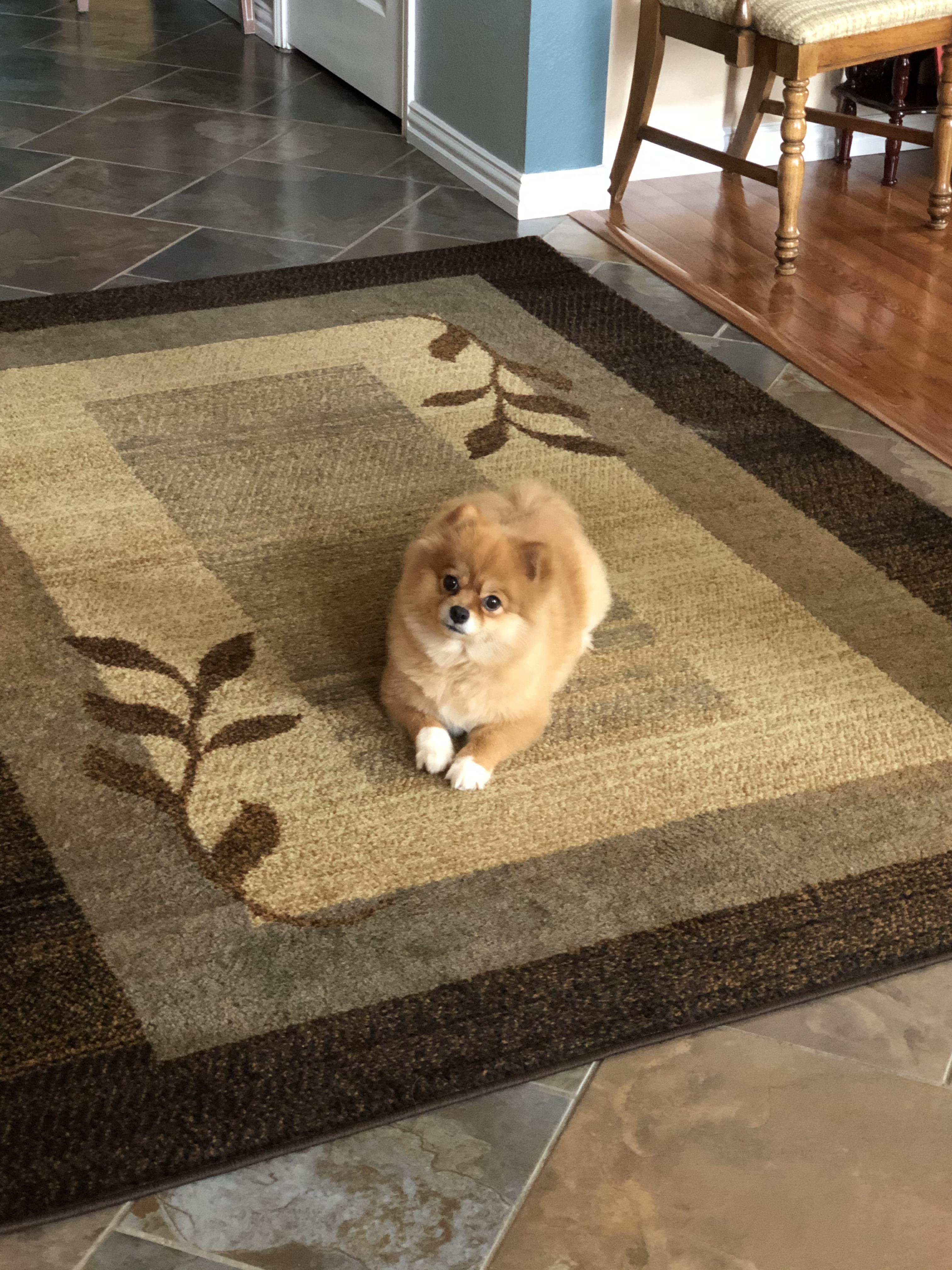 A quarantine cutie named Penelope 💗 | Scrolller