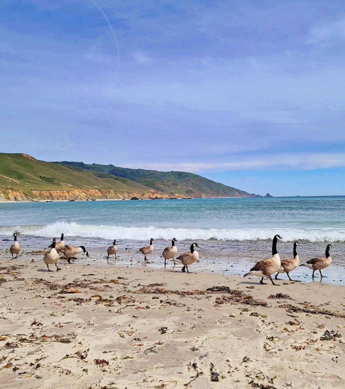 A raft of geese | Scrolller