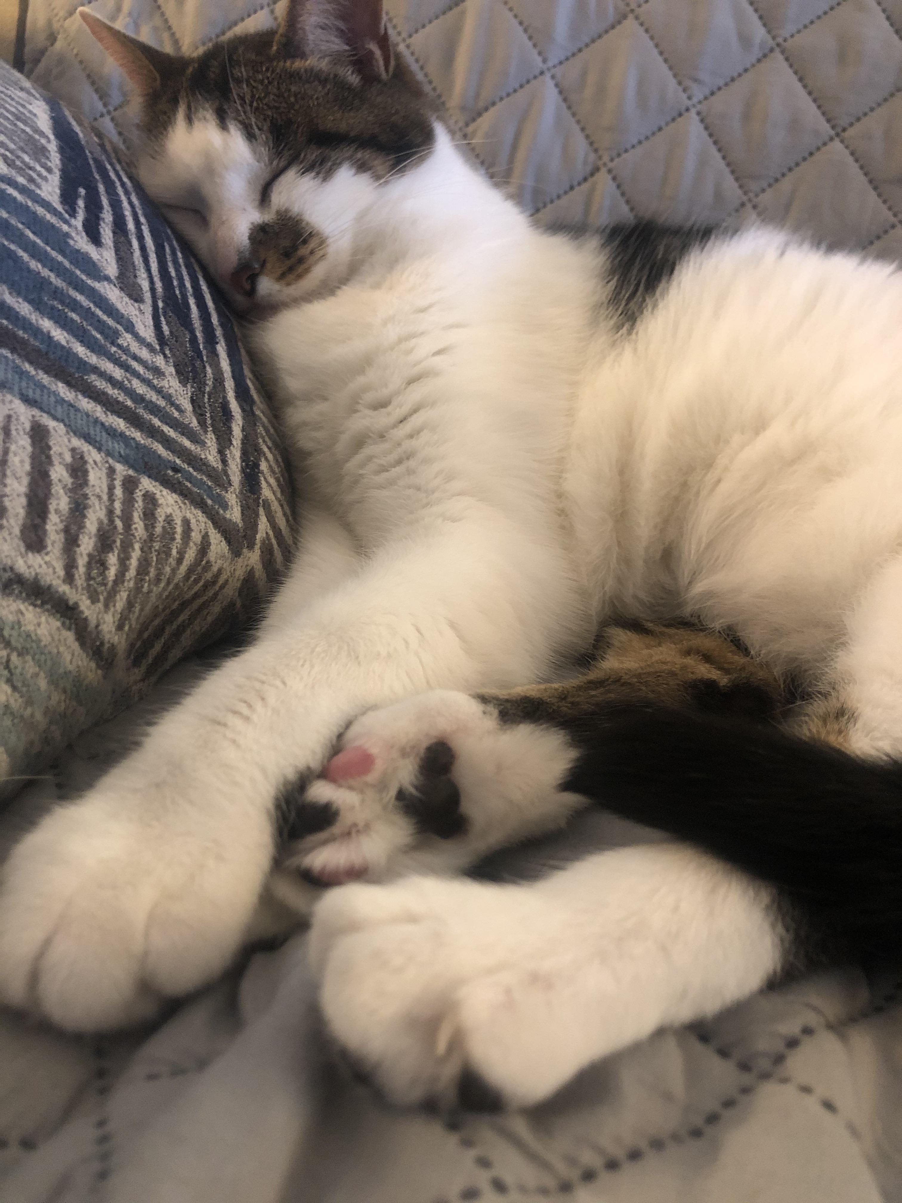A rainbow of toe beans | Scrolller