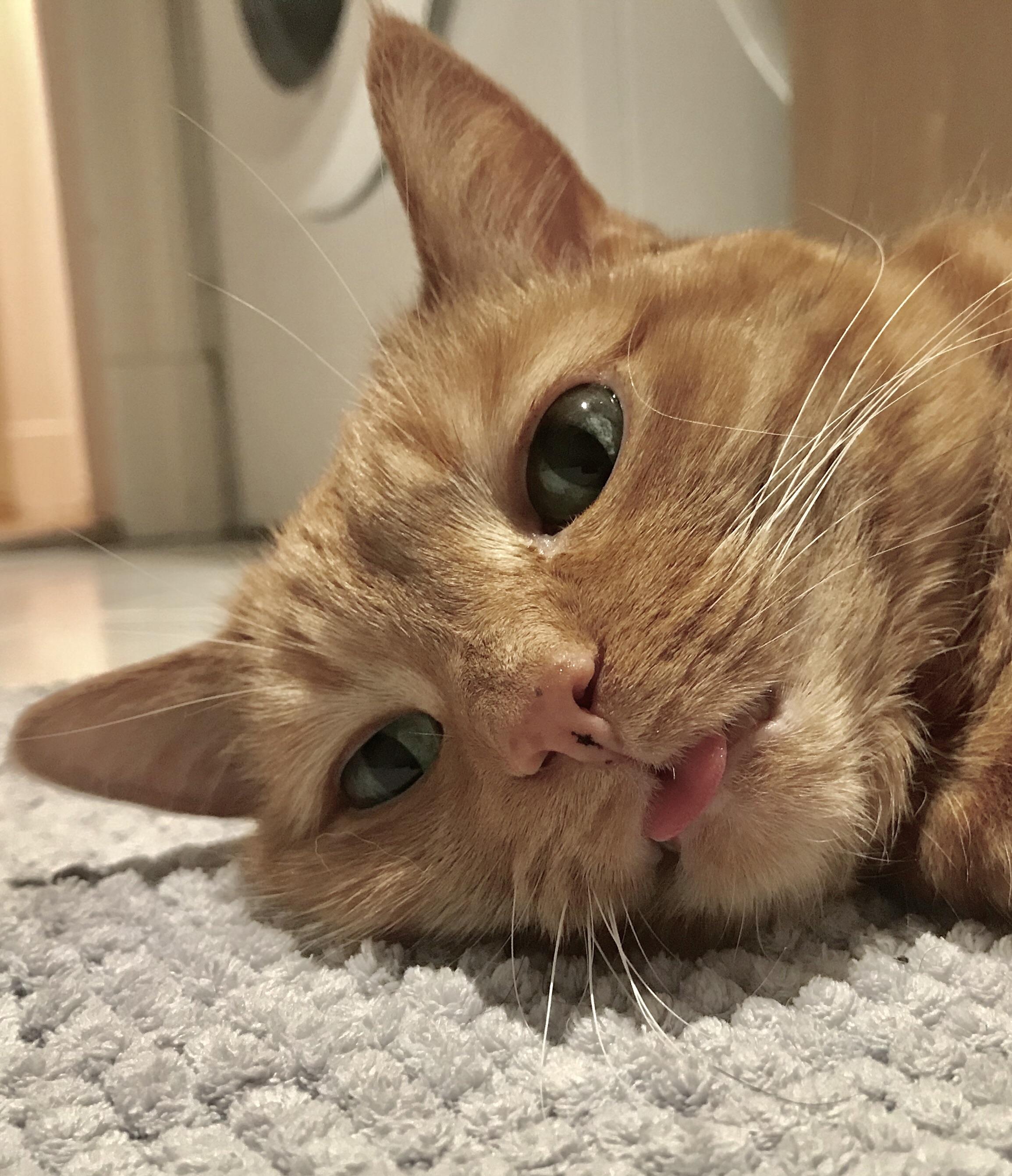 A rare blep by our beloved ginger | Scrolller