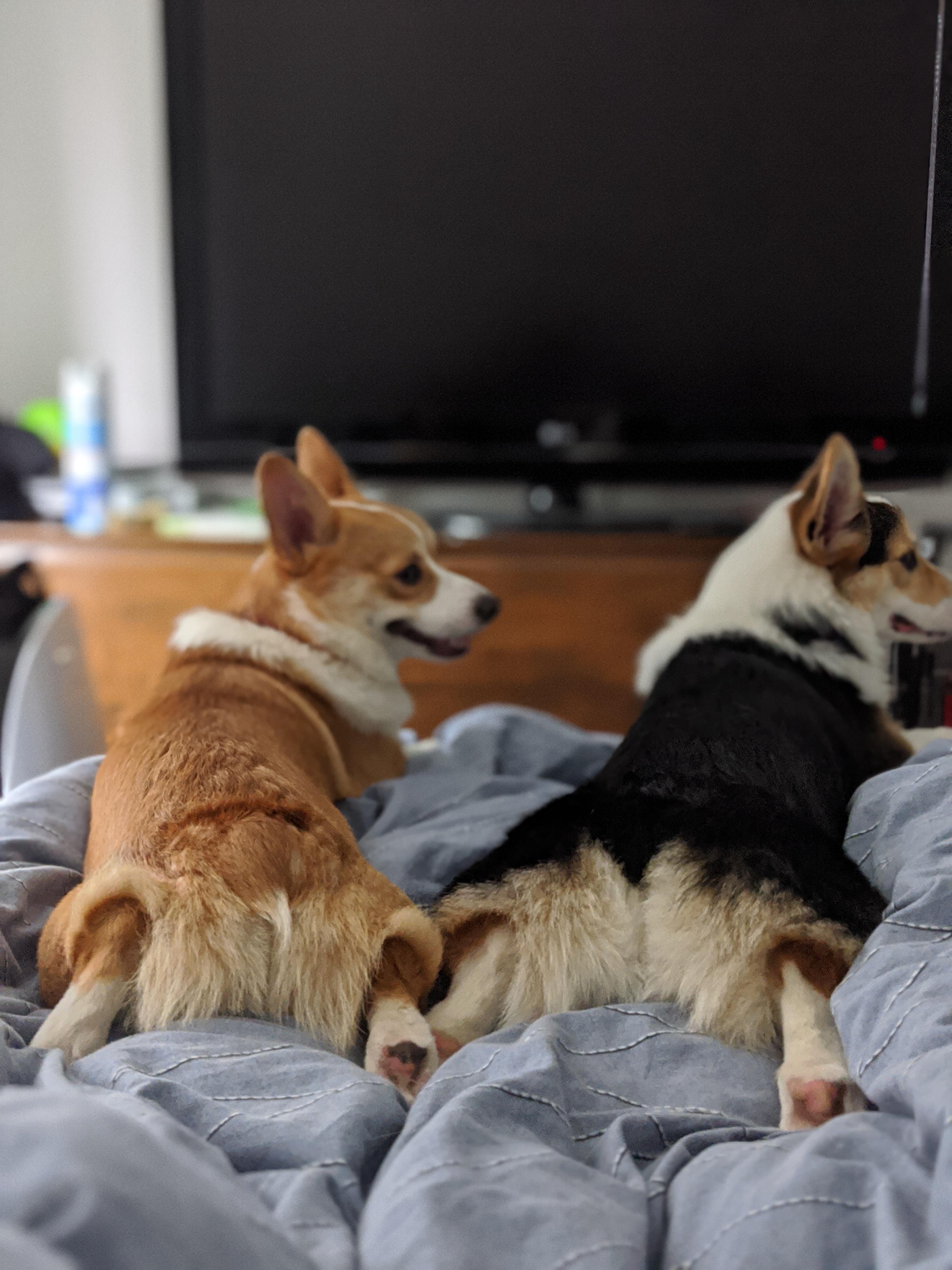A rare double sploot | Scrolller