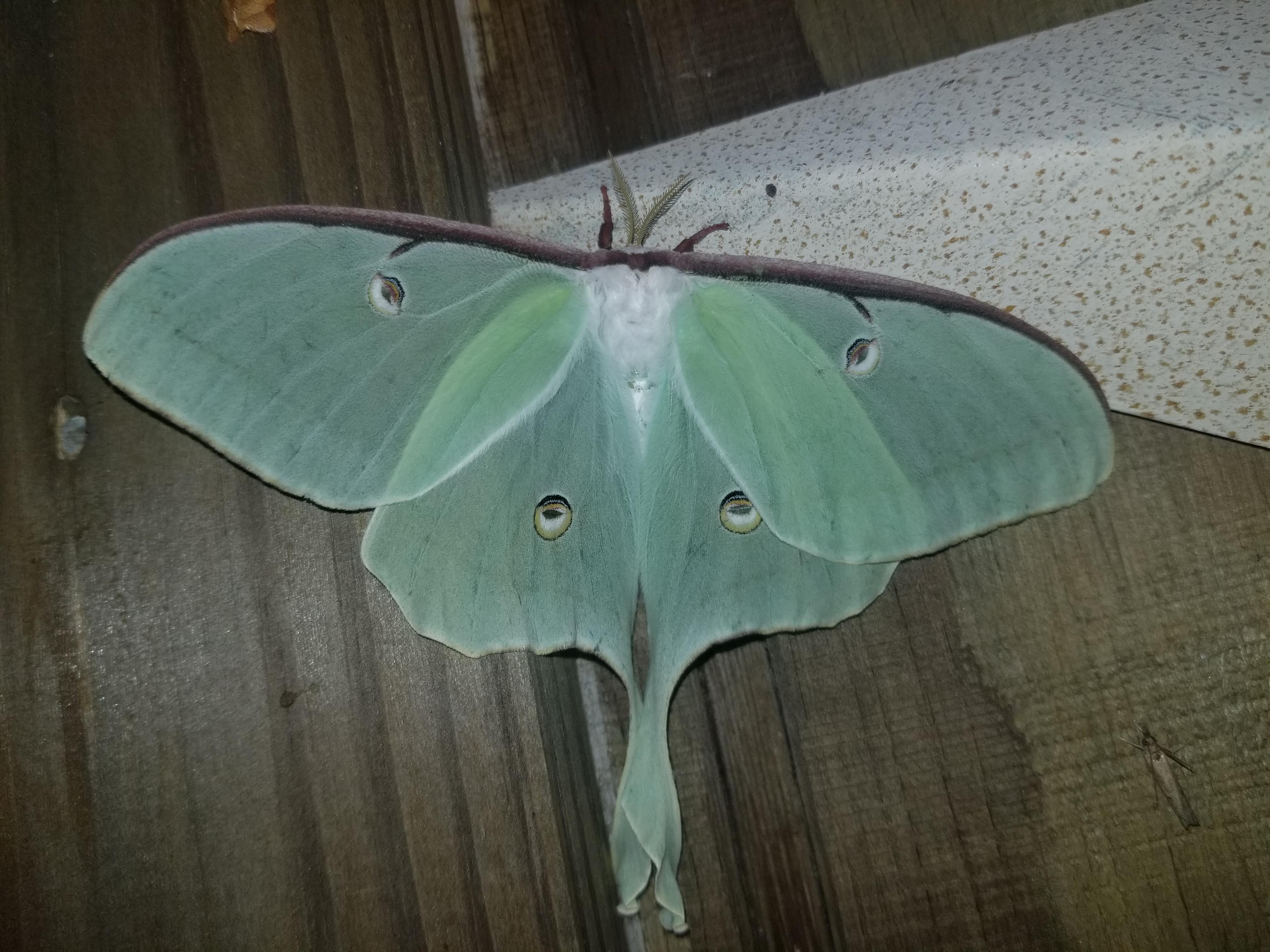 A Rare Night Time Visitor In Eastern Kentucky Havent Seen One Of