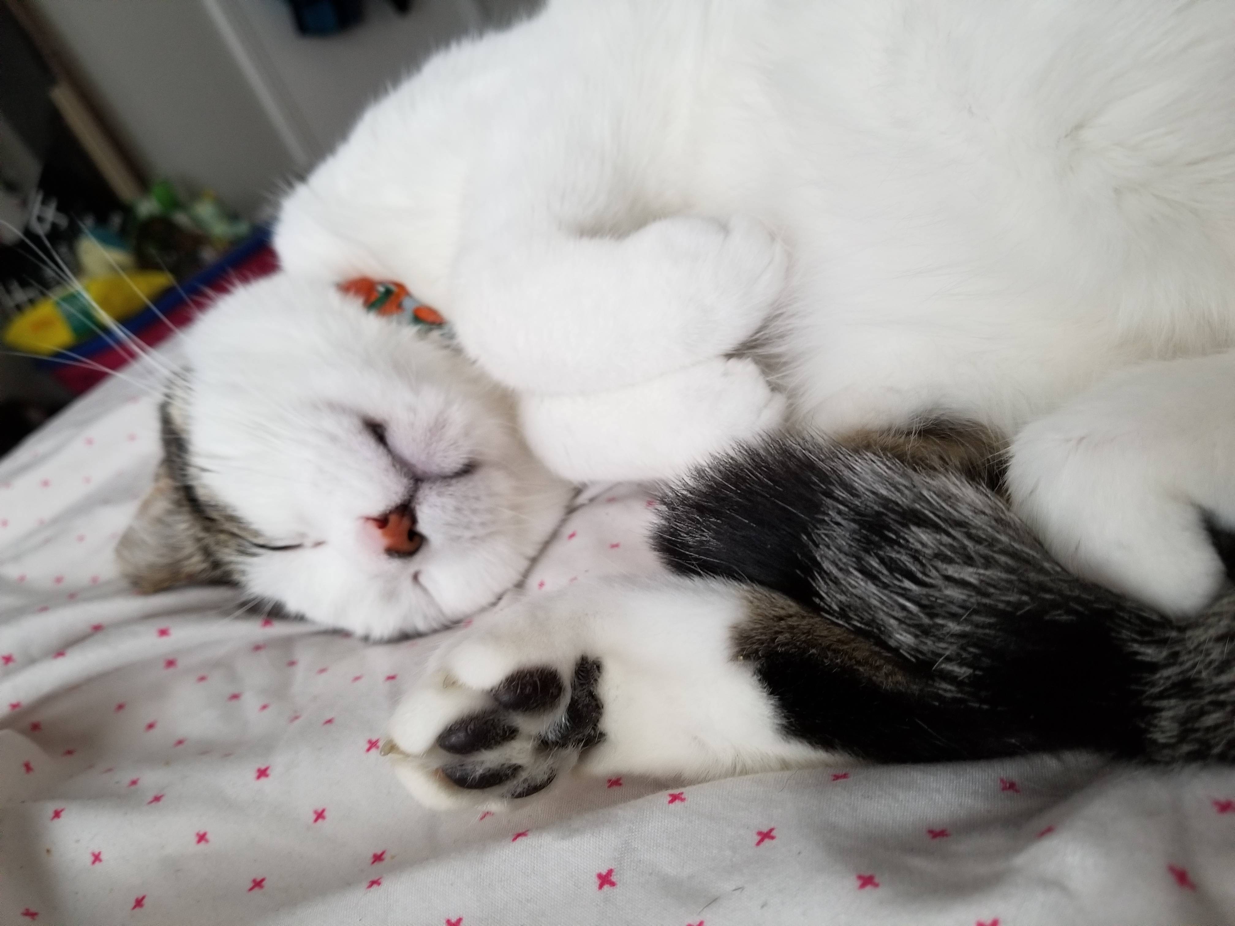 A rare peek at the beans while the gremlin slumbers... | Scrolller