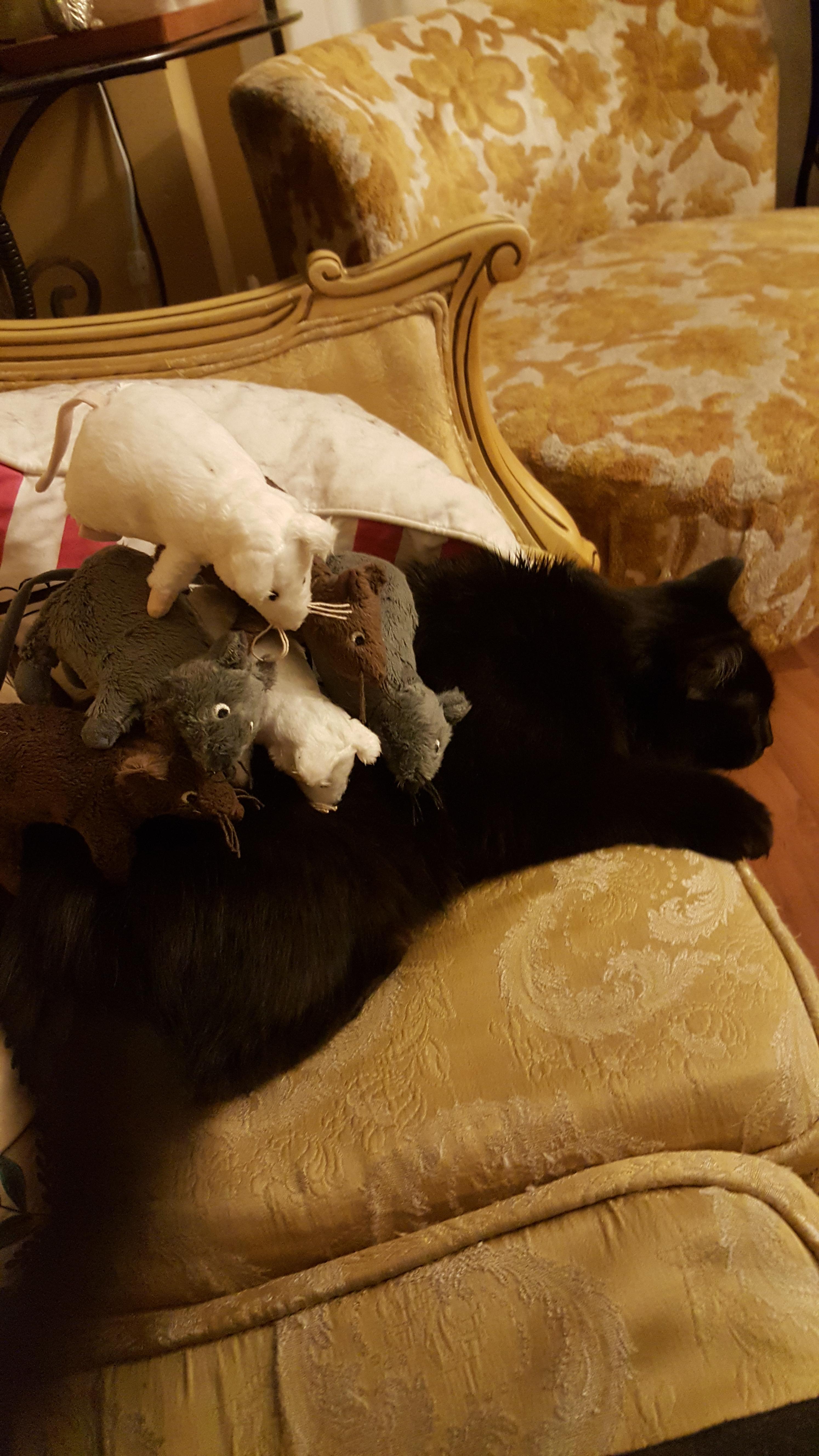 A rat stack on my black cat | Scrolller