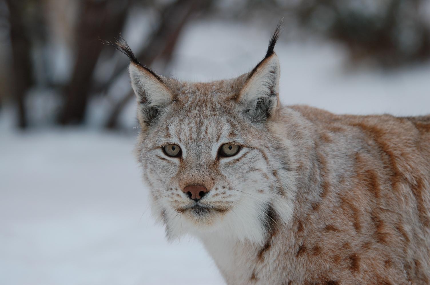 A rather sad lynx (by Håkon Berg Sundet) | Scrolller