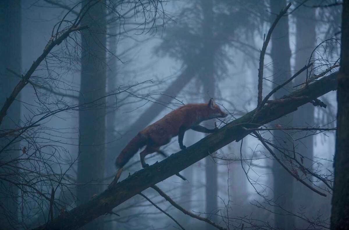 A red fox in Germany's Black Forest | Scrolller
