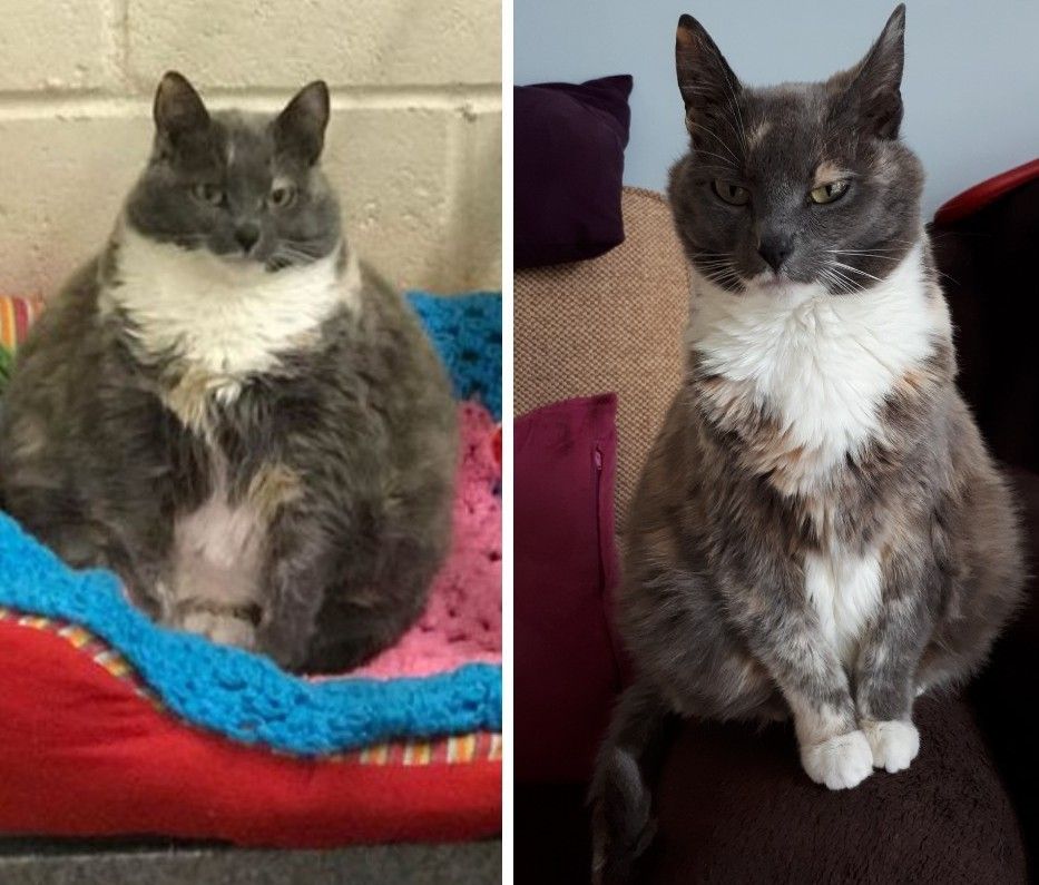 A Reformed Chonker | Scrolller