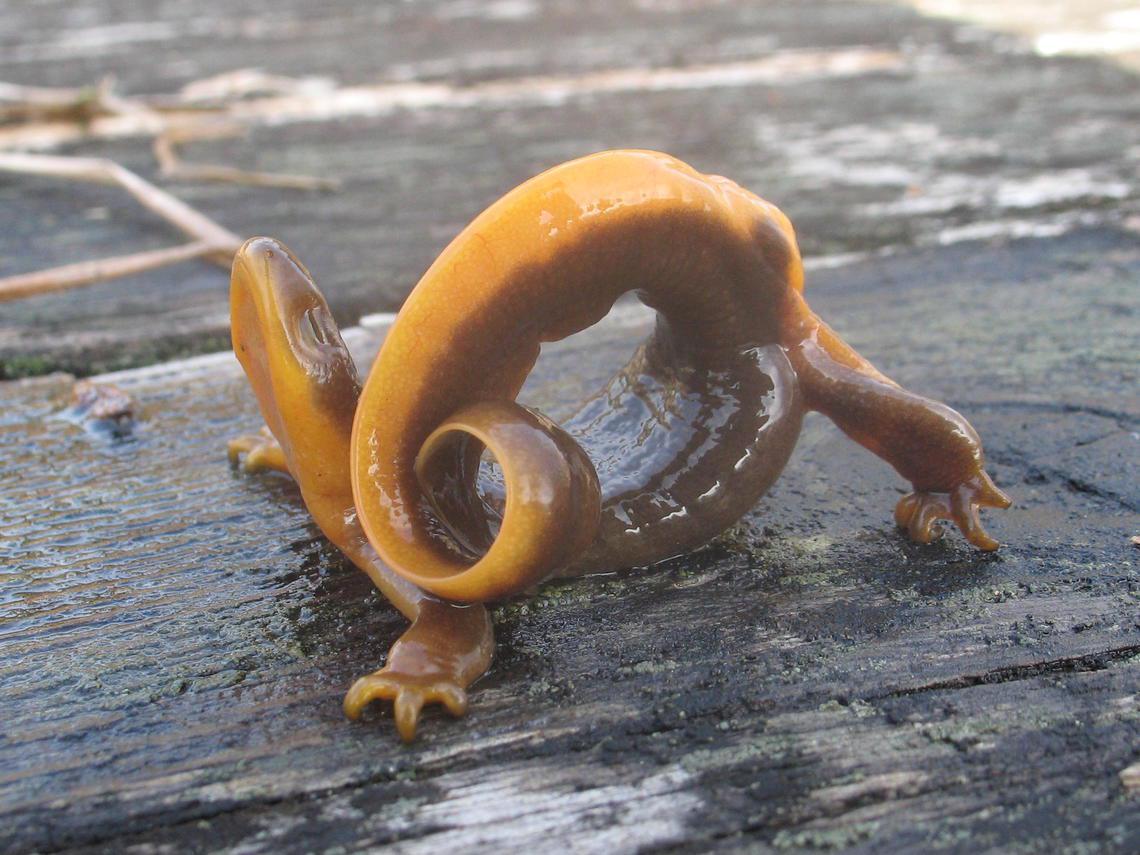 🔥 A rough-skinned newt in defensive posture. Never mind that these newts produce a toxin 10,000 ...