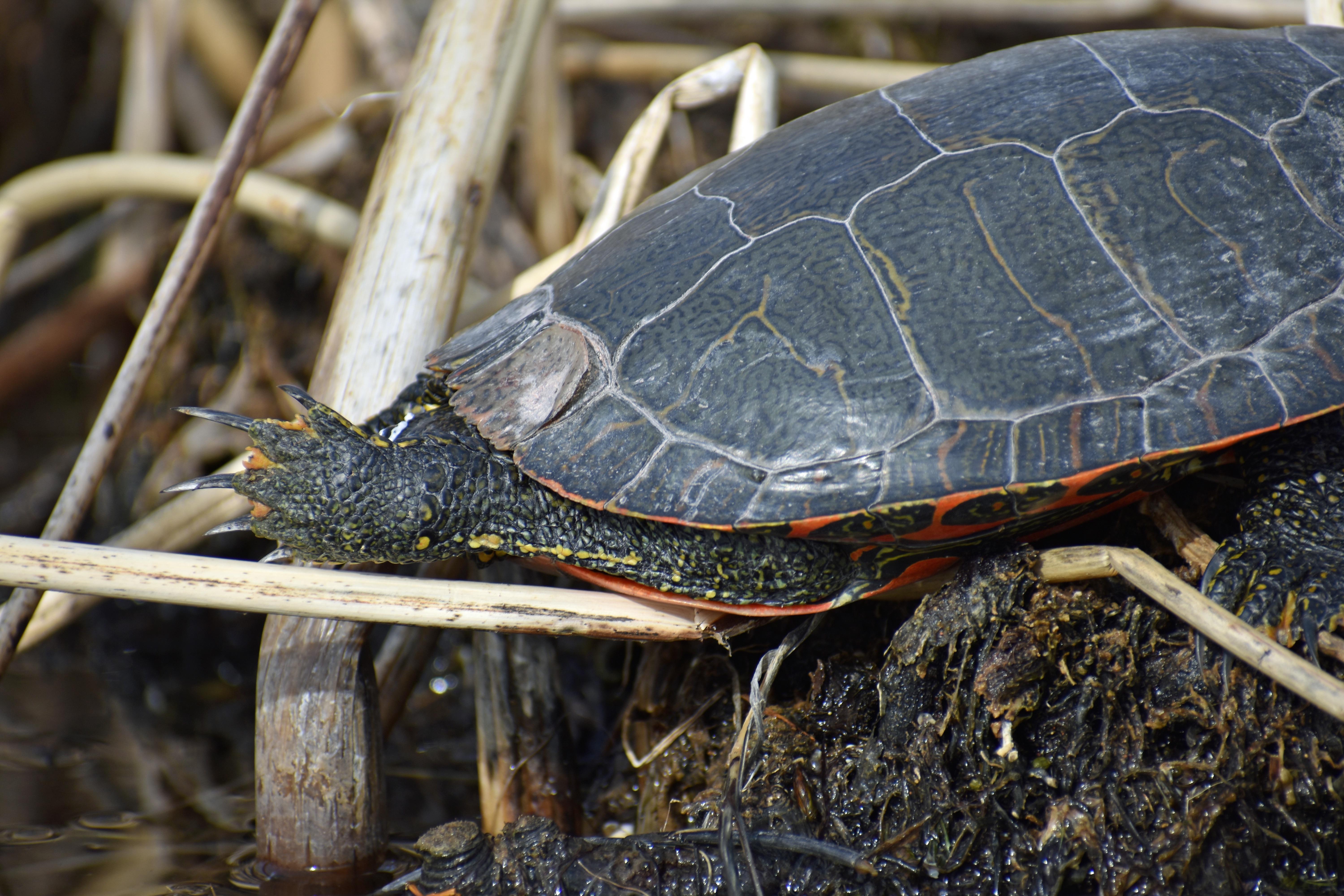 A shy turtle | Scrolller