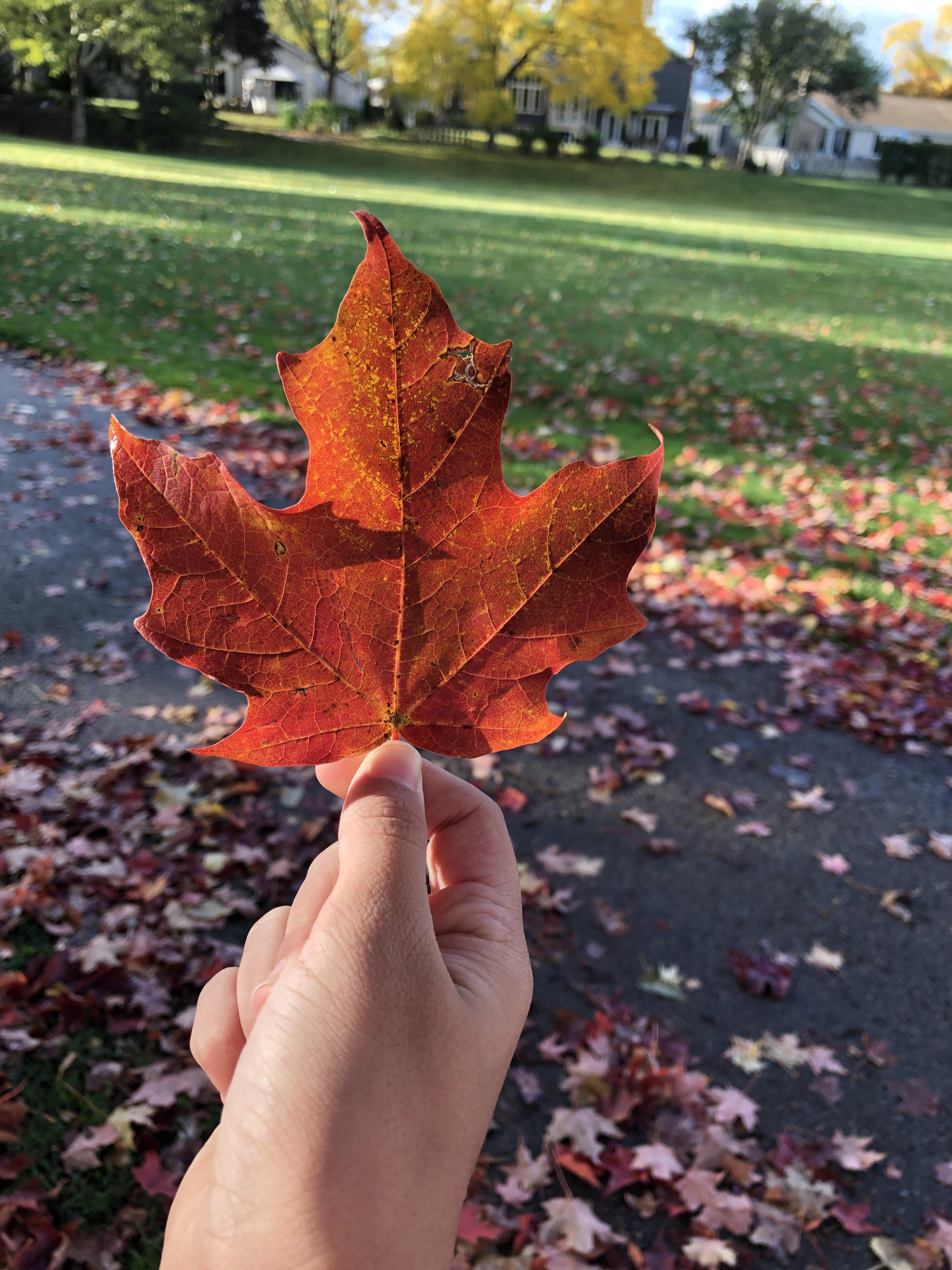 A. single. Red. Leaf 🍁 | Scrolller