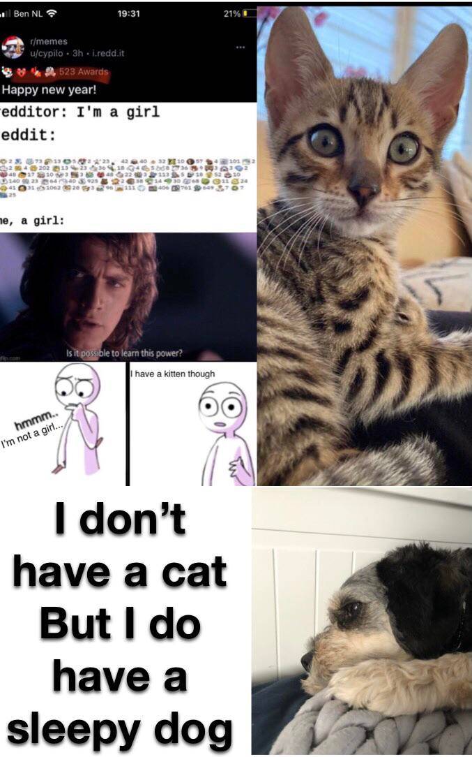 A sleepy dog for your consideration | Scrolller