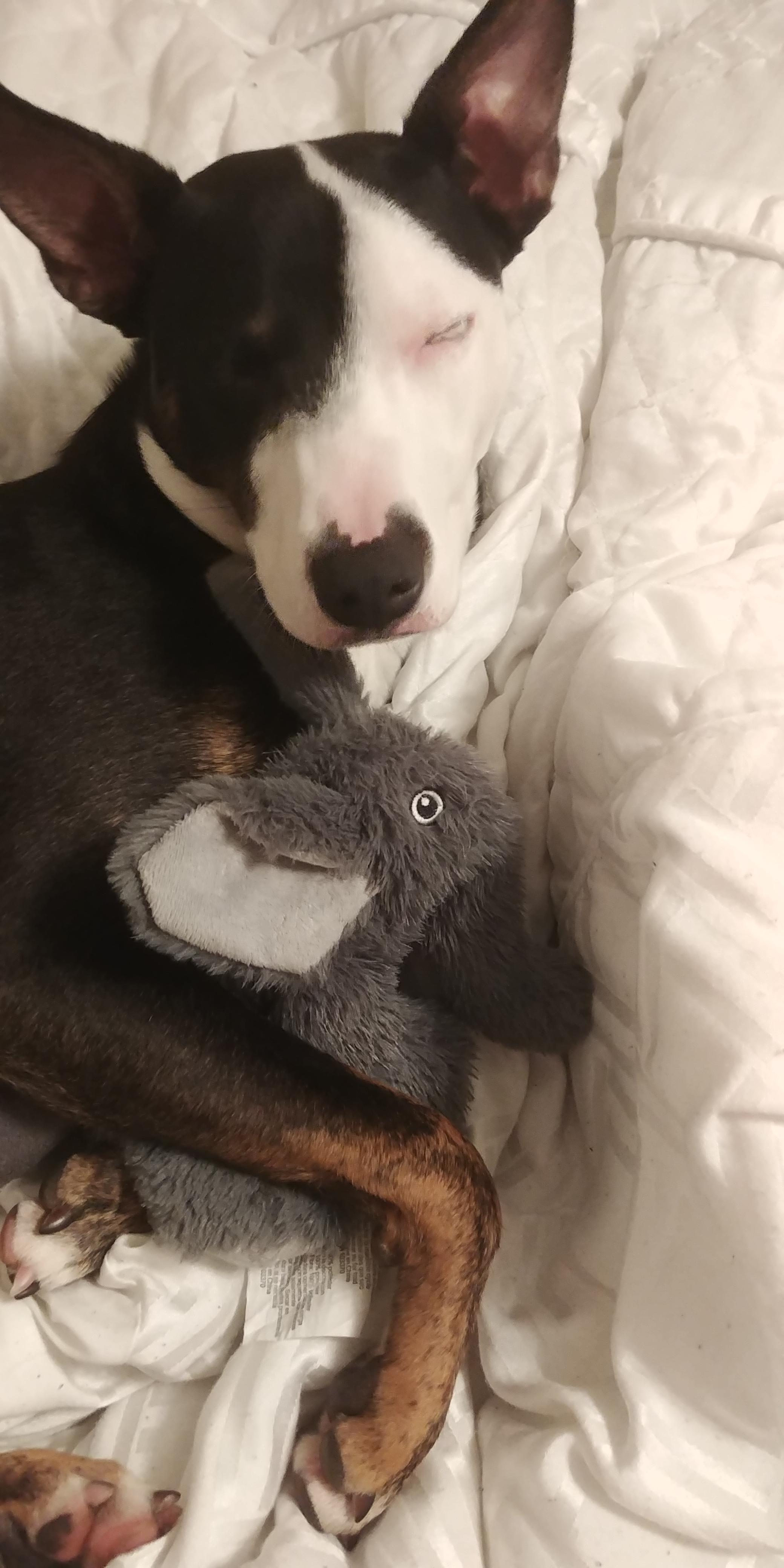 A sleepy Kubo and his Elli | Scrolller