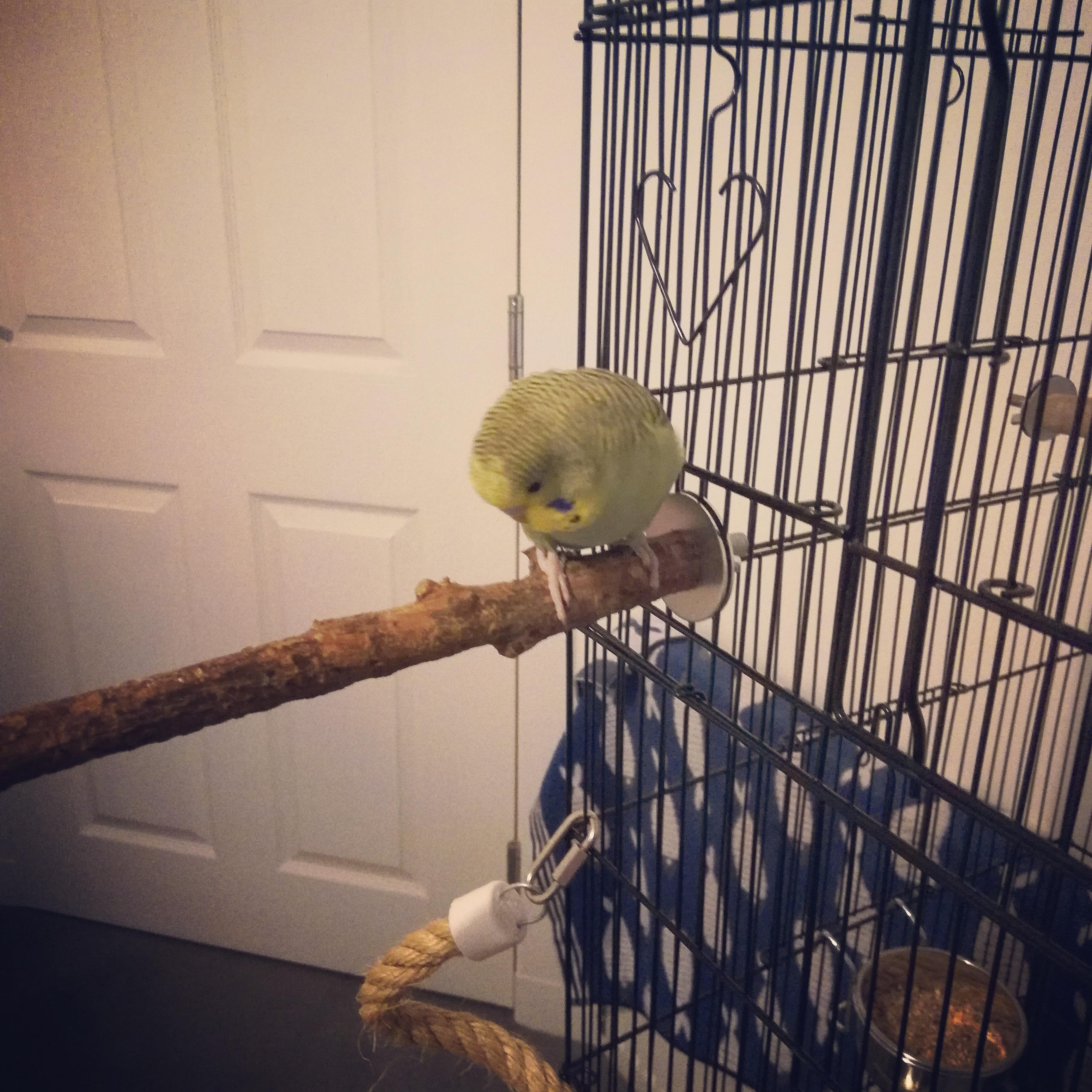 A small, shy borb | Scrolller