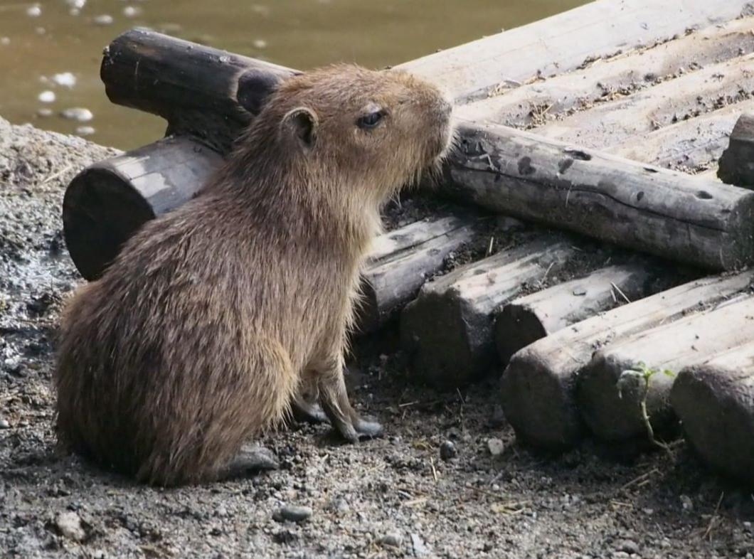 A smol bb bara | Scrolller