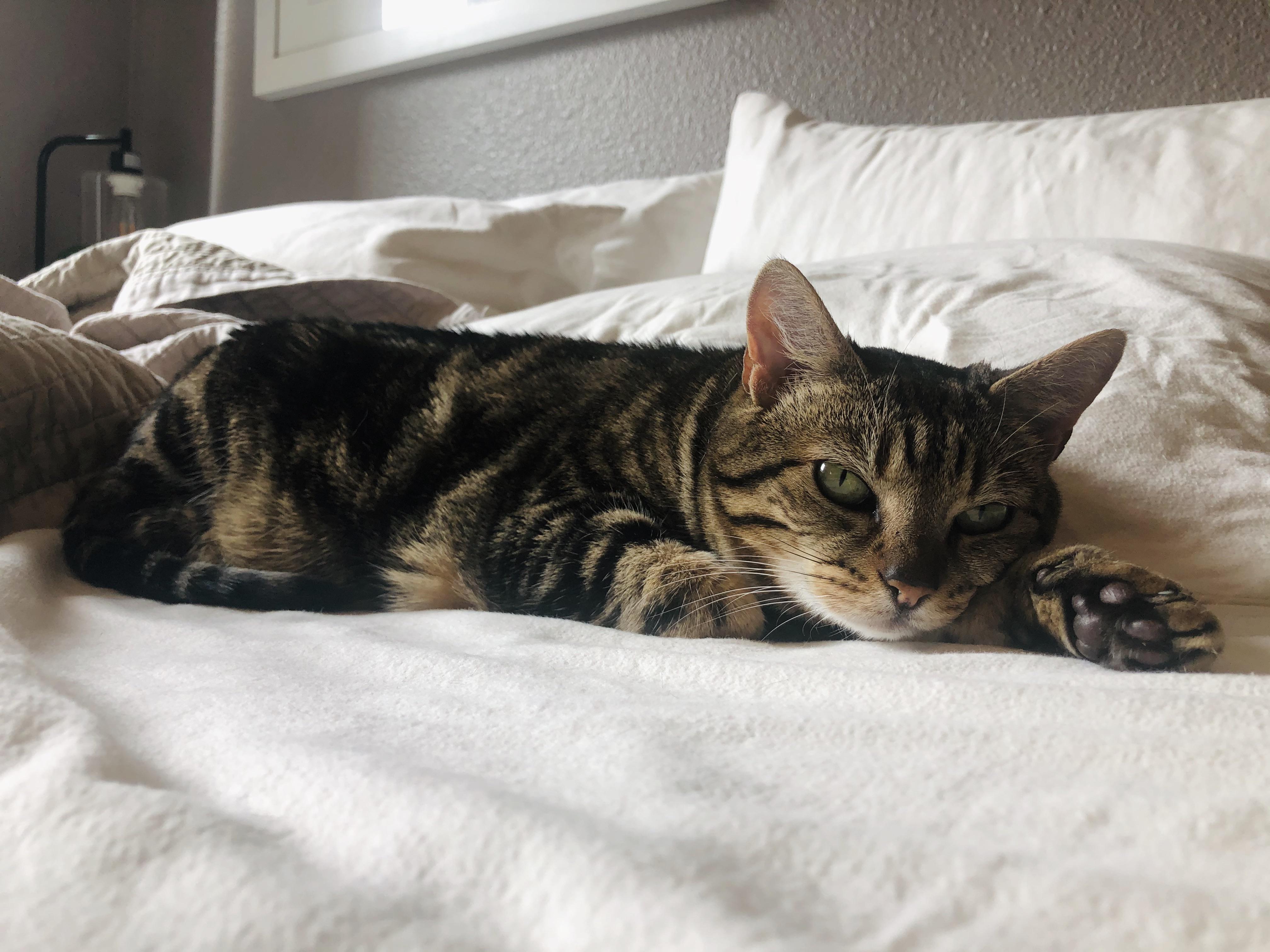 A smol offering 🐾 | Scrolller