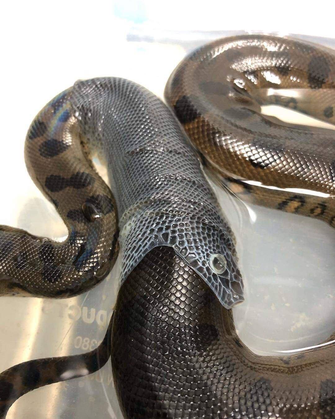 a snake shedding its skin | Scrolller