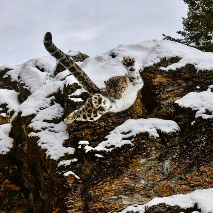 A snow leopard jumping off a cliff while chasing prey. | Scrolller