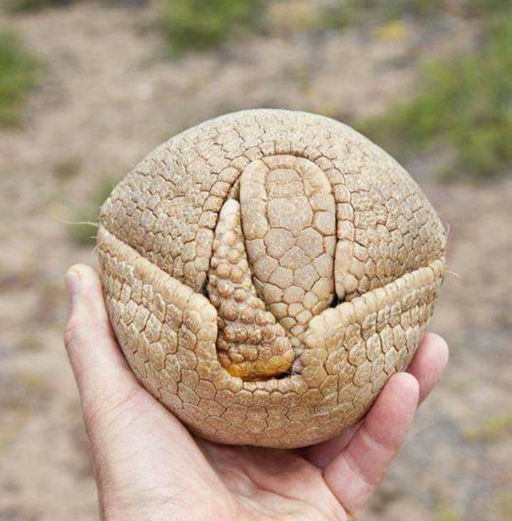 A Southern Three Banded Armadillo rolled into a defensive ball | Scrolller
