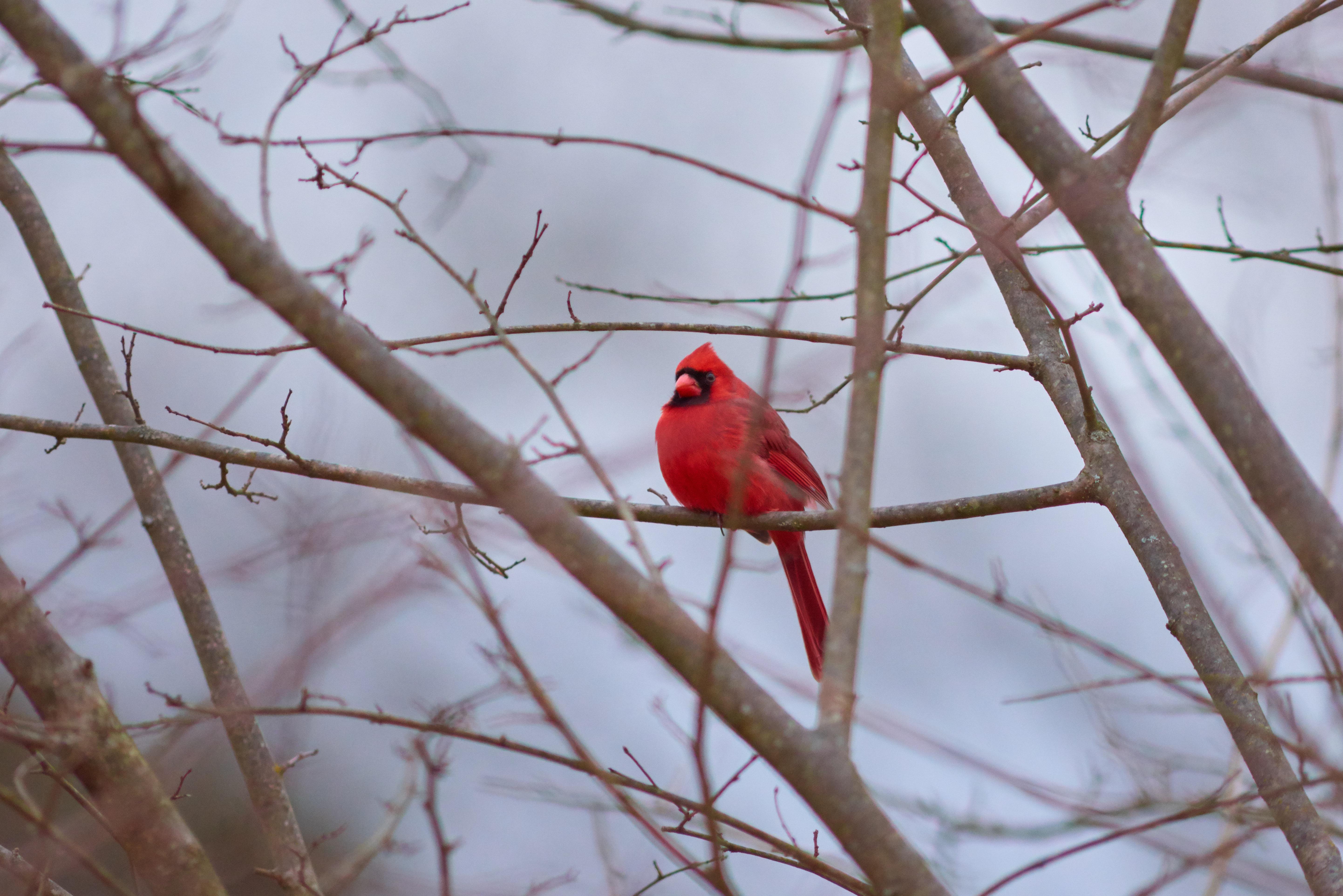 A stout looking Northern Cardinal. | Scrolller