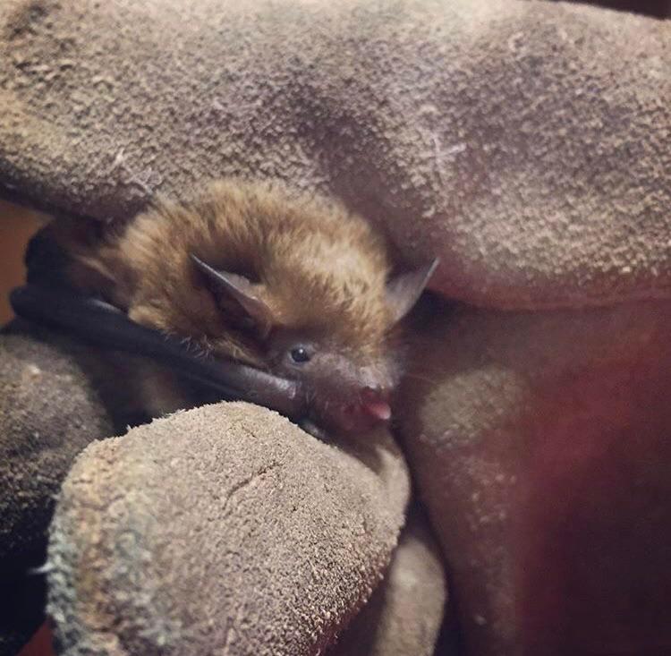 A tiny mlem from a tiny bat | Scrolller