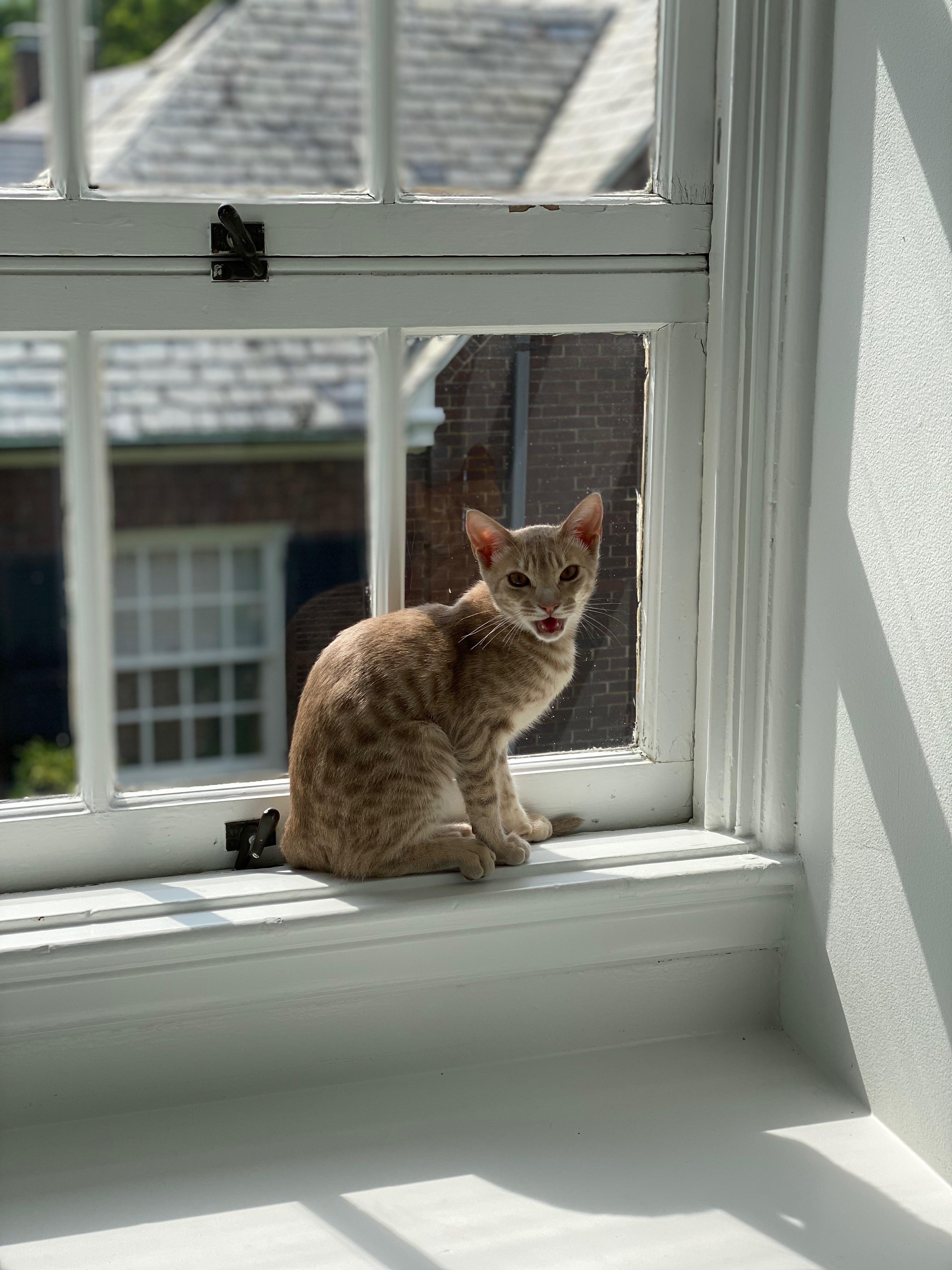 A tiny tiger | Scrolller